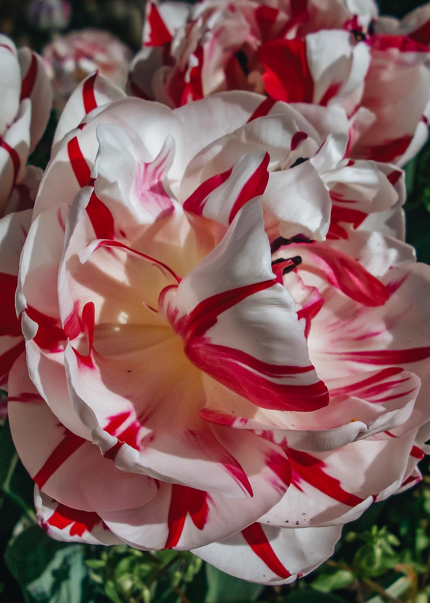 Tulipa Carnaval De Nice Bulbs – Burford Garden Co.