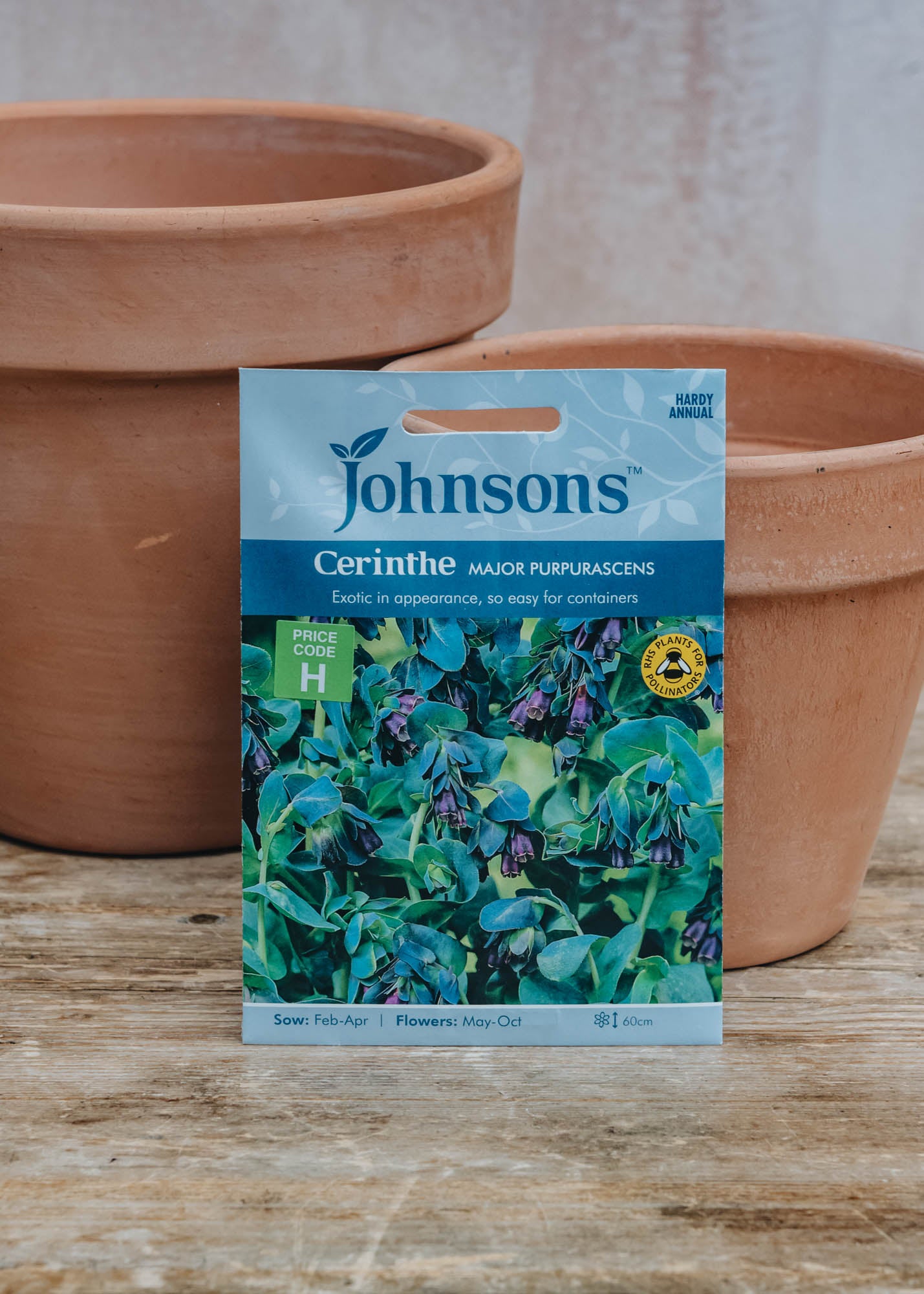 Cerinthe Major Purpurascens Seeds | Burford Garden Co.