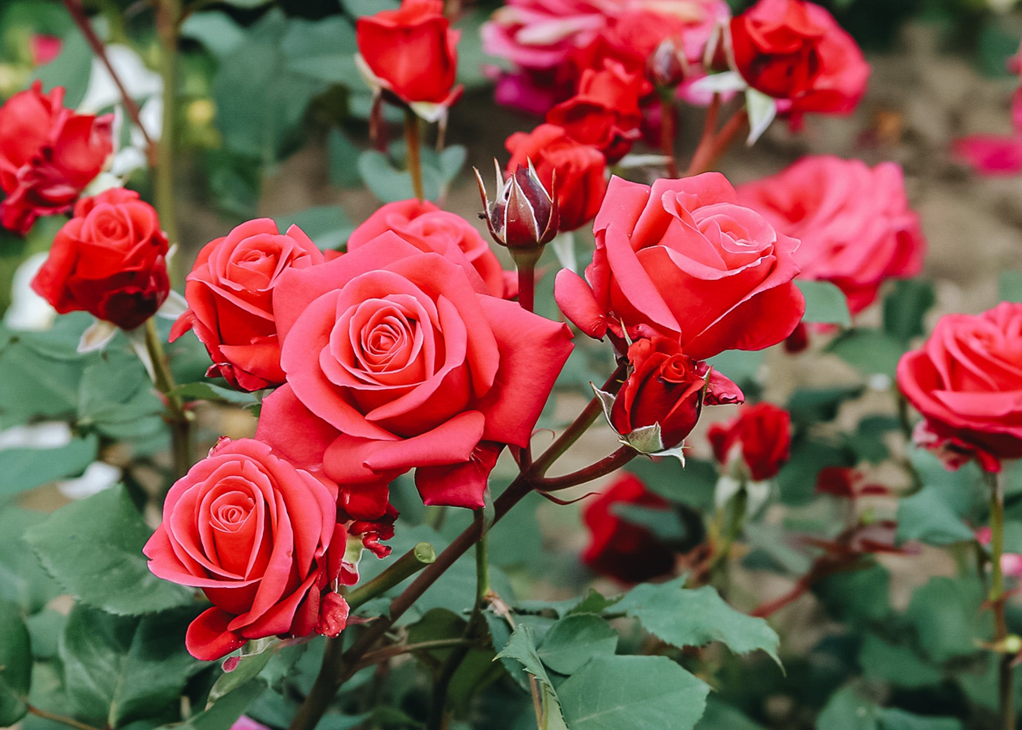 Rosa Timeless Charisma | Burford Garden Co.