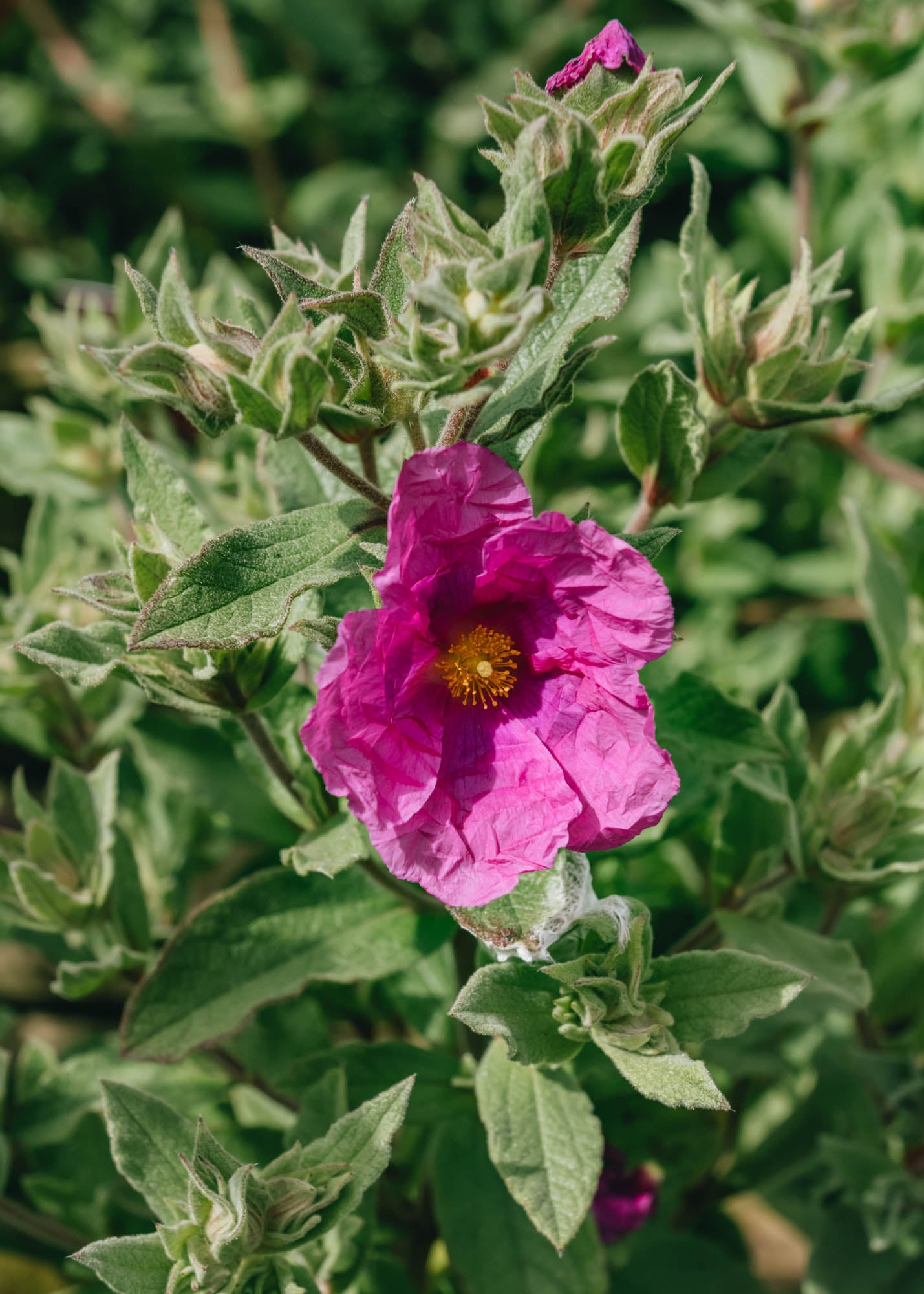 Cistus x pulverulentus Sunset 3L | Burford Garden Co.