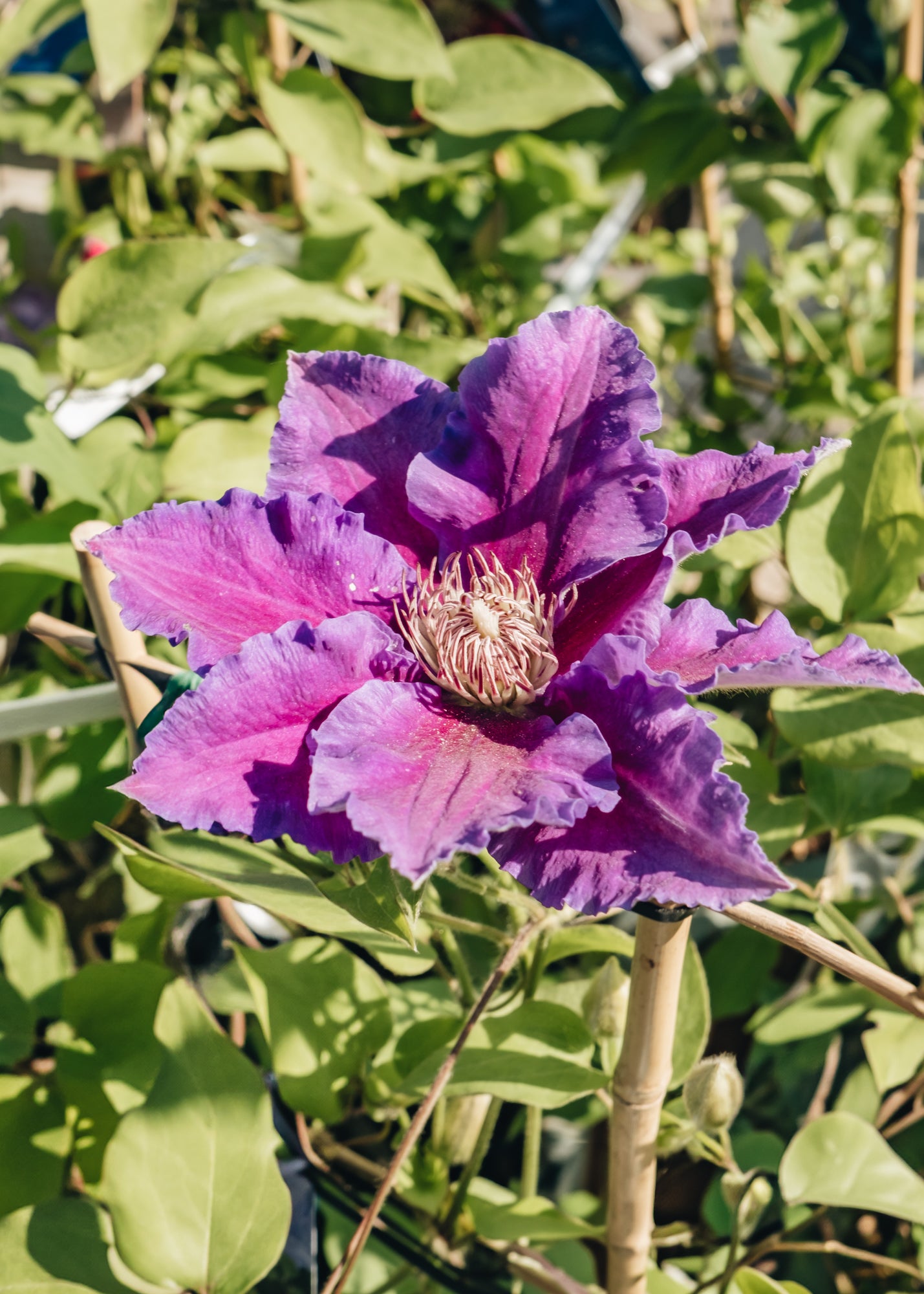 Clematis Baroness Fookes™, 3L – Burford Garden Co.