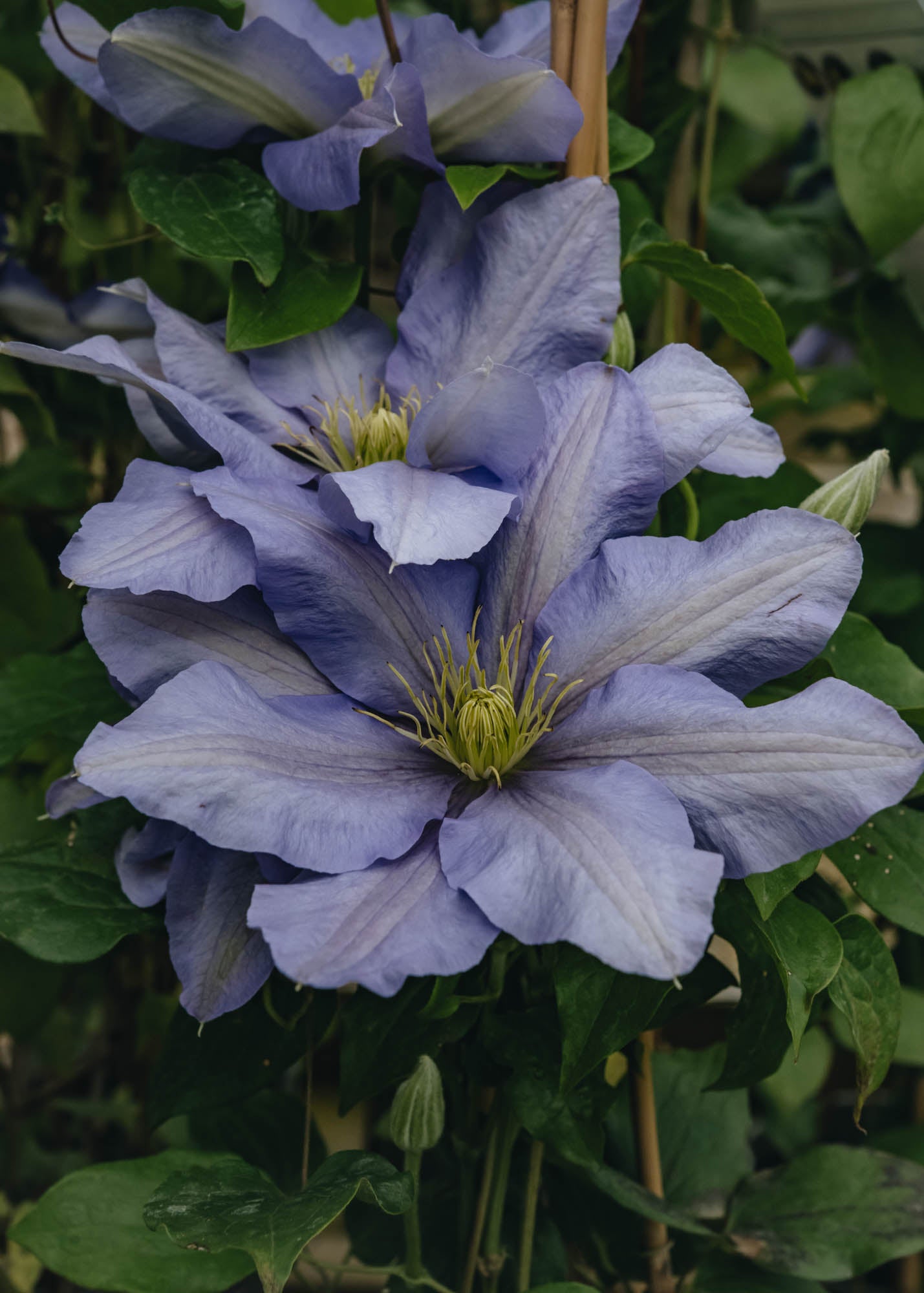 Clematis Cezanne™ | Burford Garden Co.