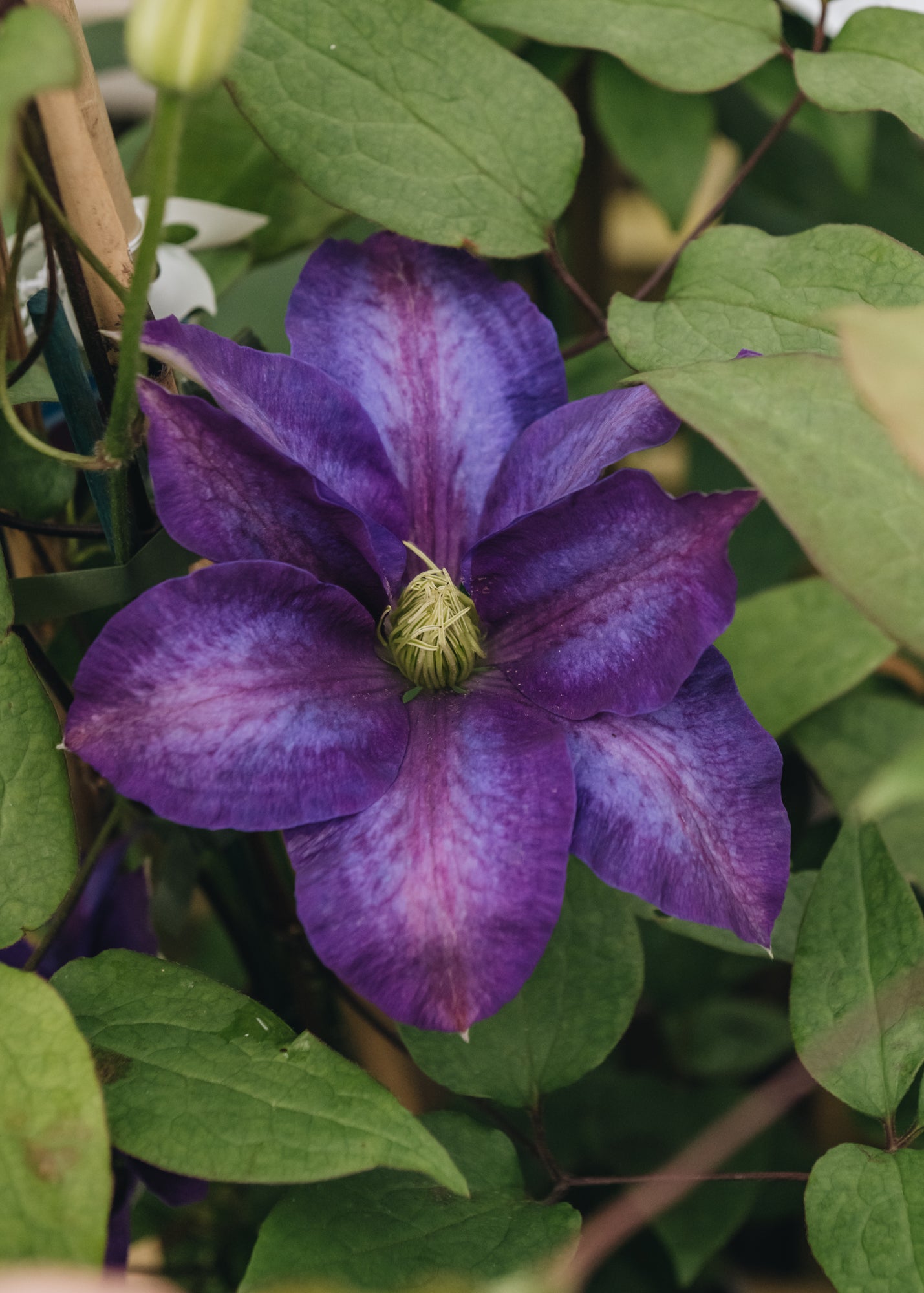 Clematis Daniel Deronda, 3L – Burford Garden Co.
