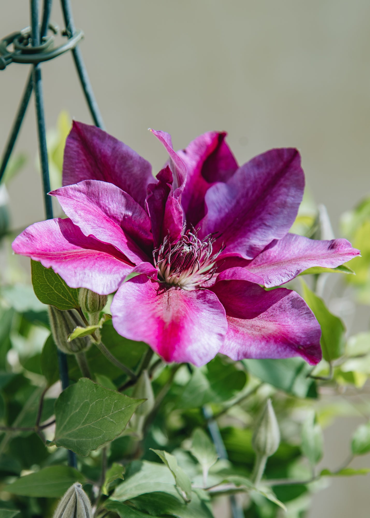 Clematis Darcy, (hanging) 3L – Burford Garden Co.