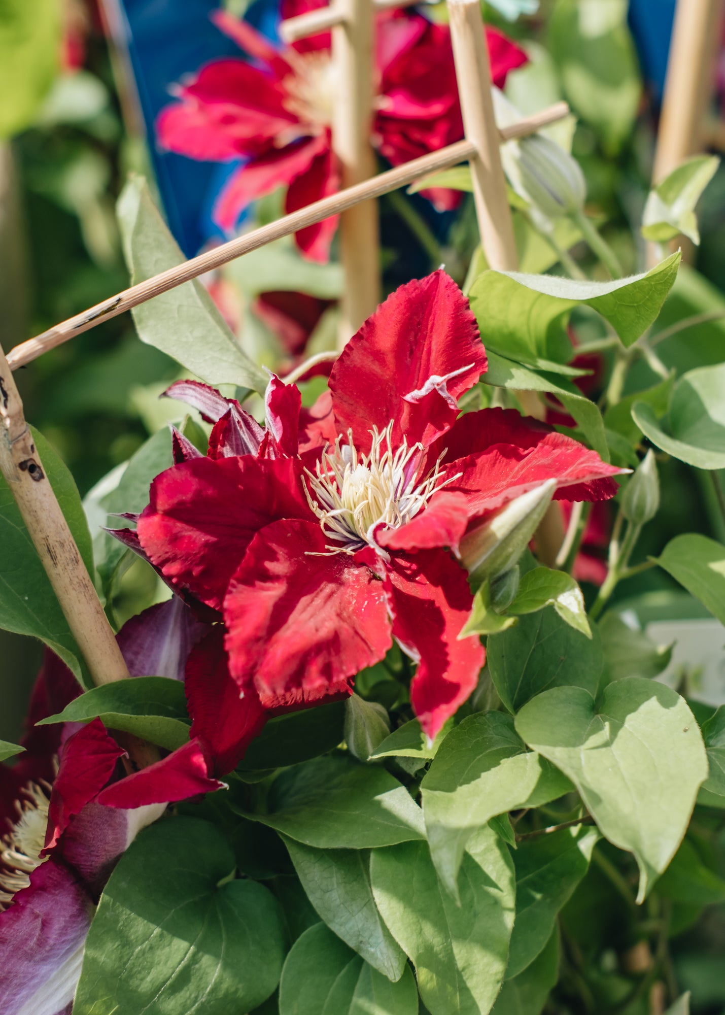 Raymond Evison Clematis Elpis™, 3L | Burford Garden Co.