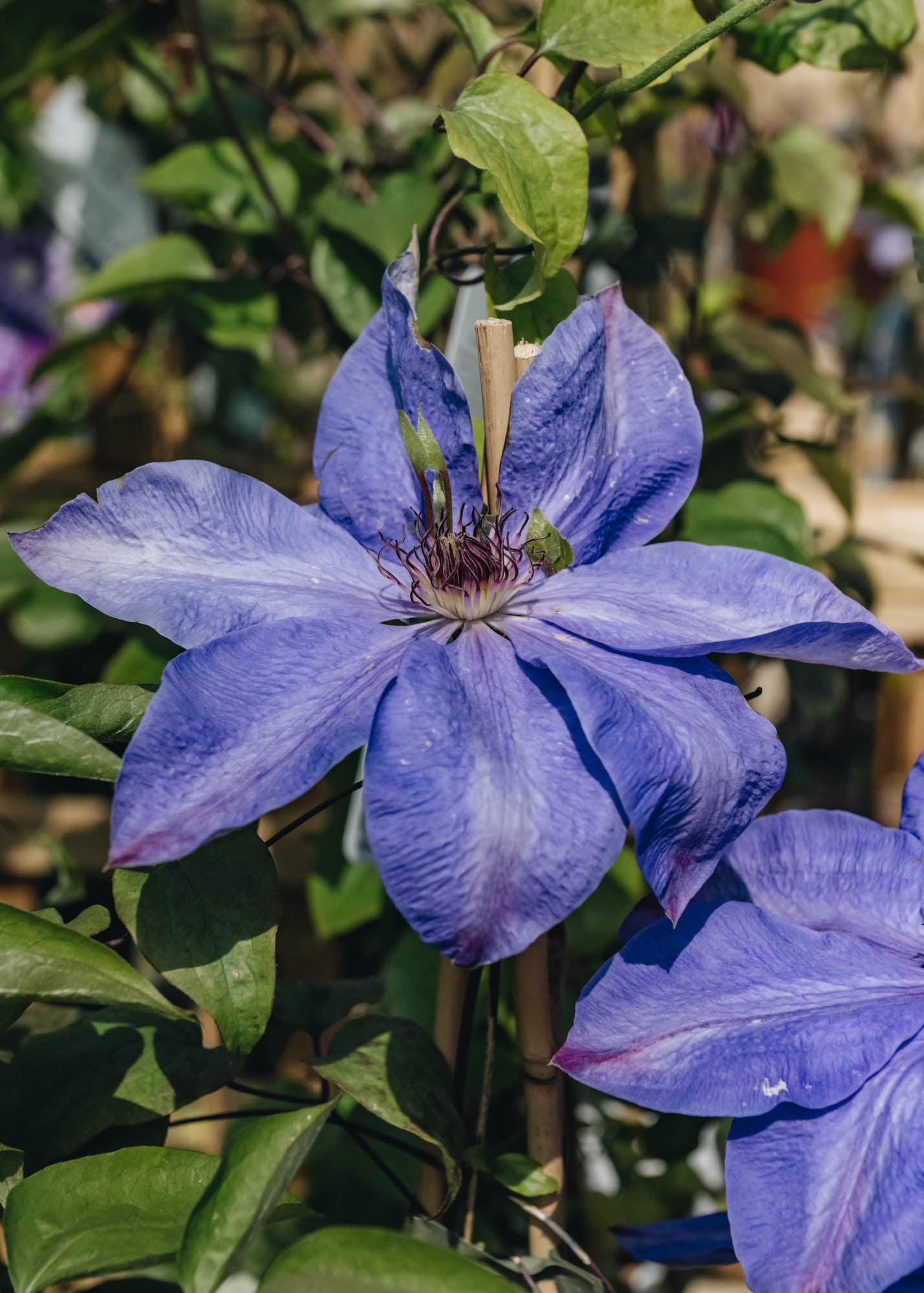 Clematis Elsa Späth, 3L – Burford Garden Co.