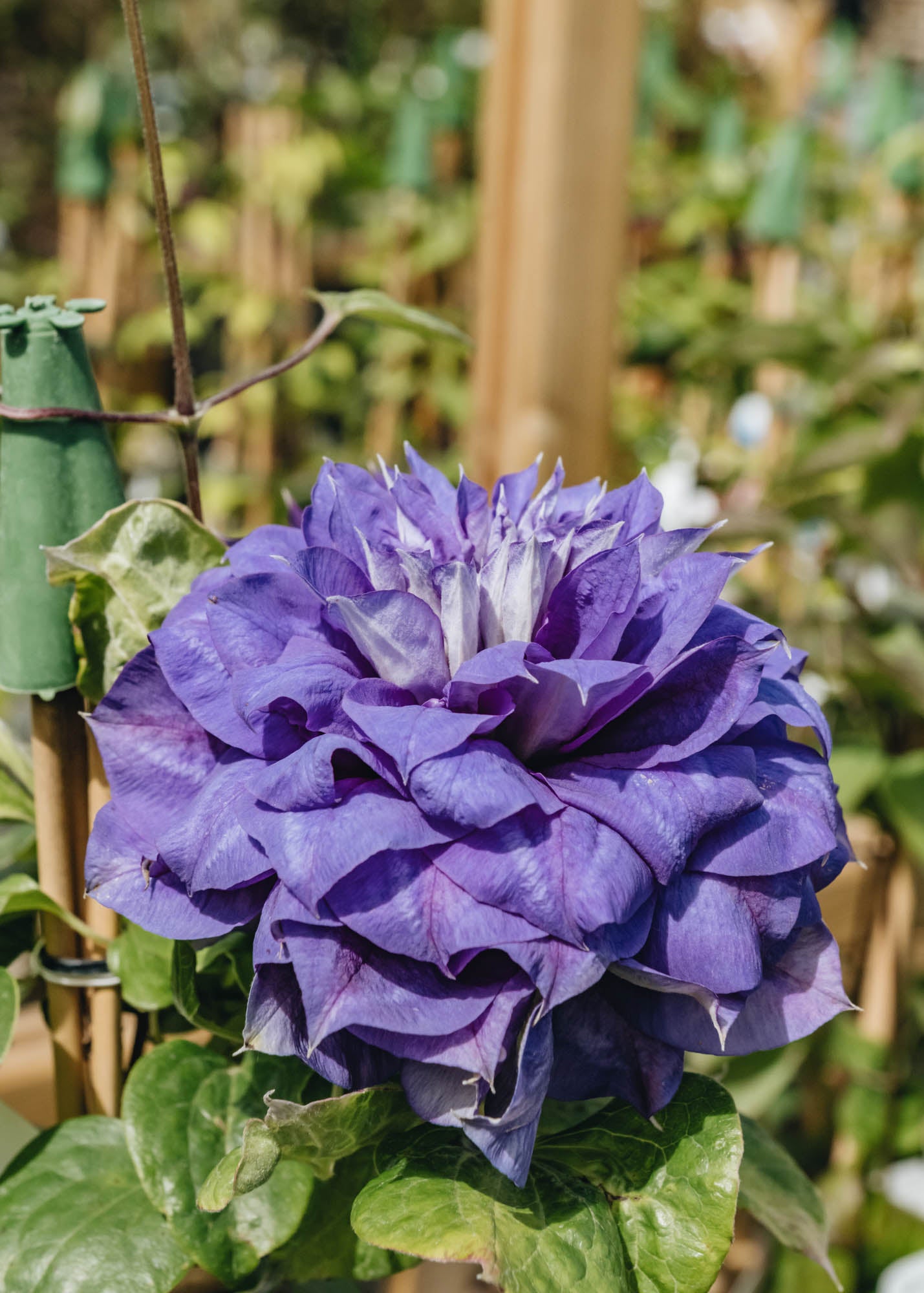 Clematis 'Franziska Maria', 3L – Burford Garden Co.