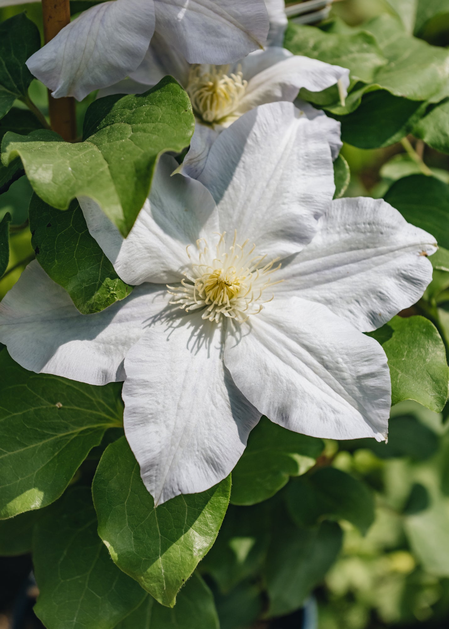 Clematis Ice Blue, 3L – Burford Garden Co.
