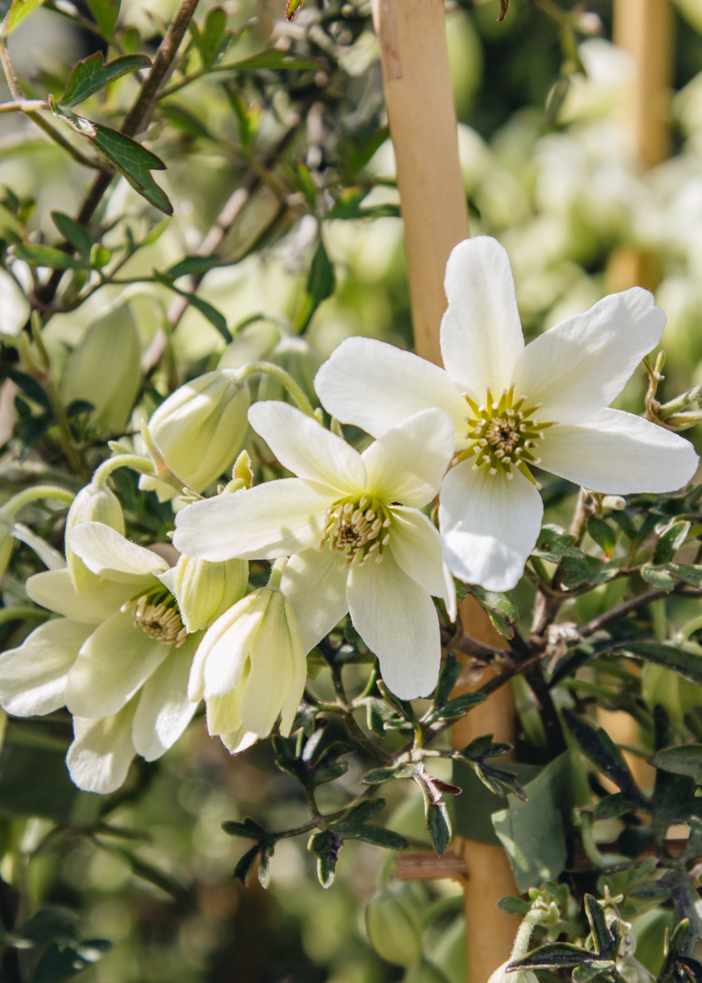 Clematis Kimiko, 3L – Burford Garden Co.
