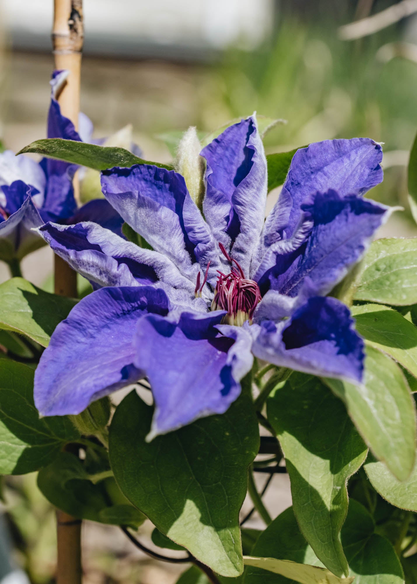 Clematis Lindsay™ | Burford Garden Co.
