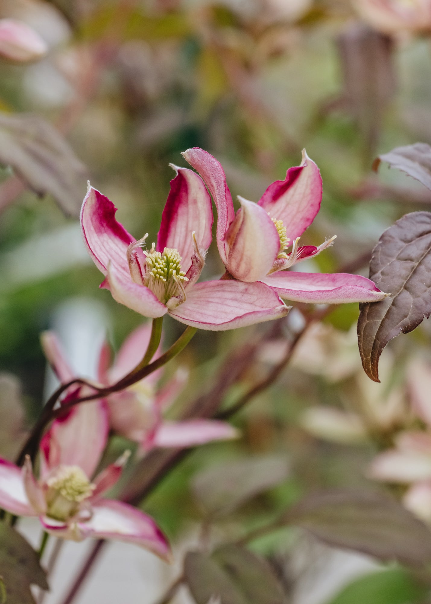 Clematis montana Marjorie | Burford Garden Co.