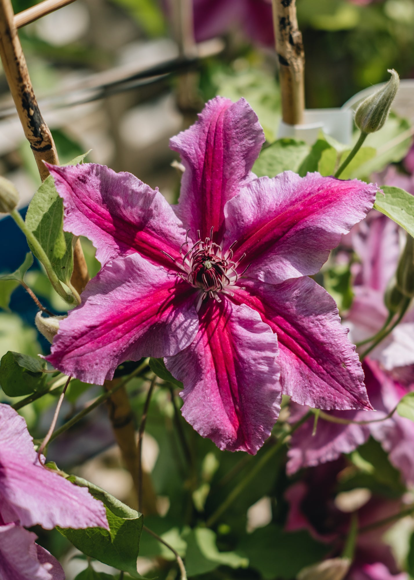 Clematis Ooh La La | Plants | Burford Garden Co.