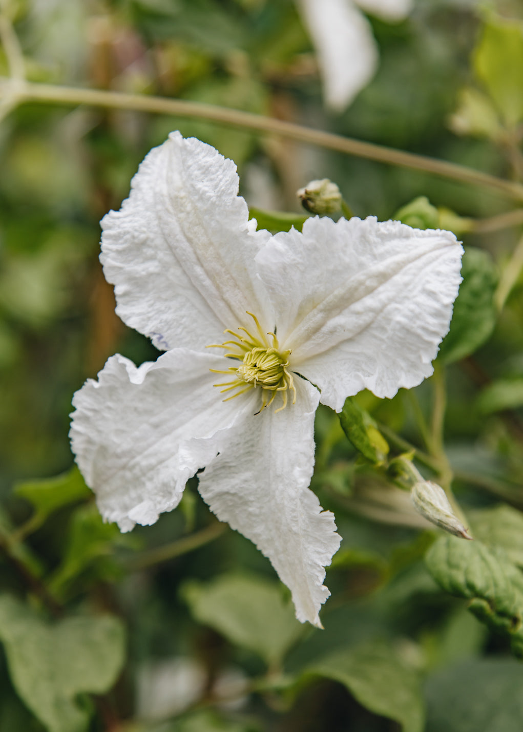 Clematis 'Prince George', 3L – Burford Garden Co.