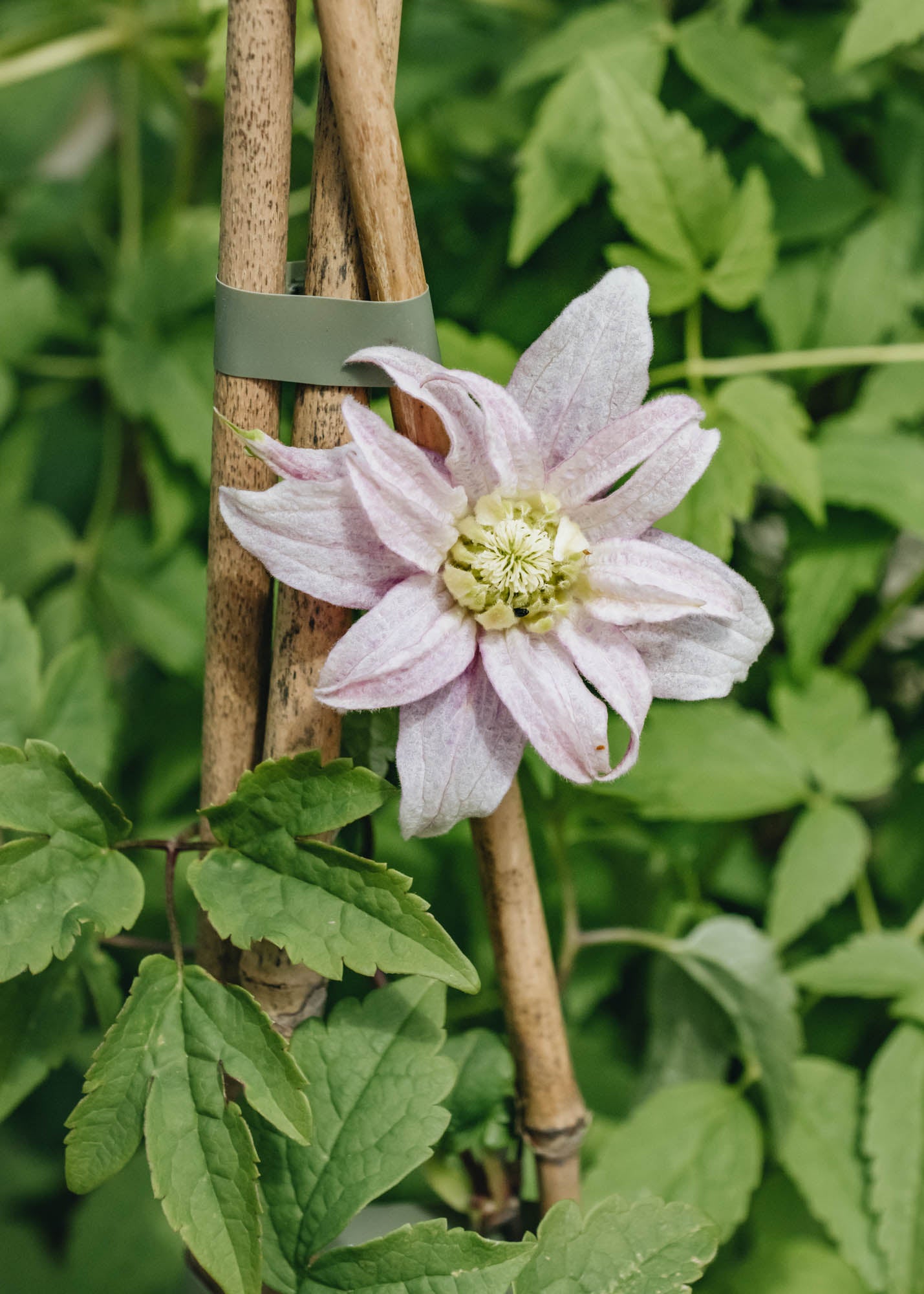 Clematis macropetala Propertius, 3L – Burford Garden Co.
