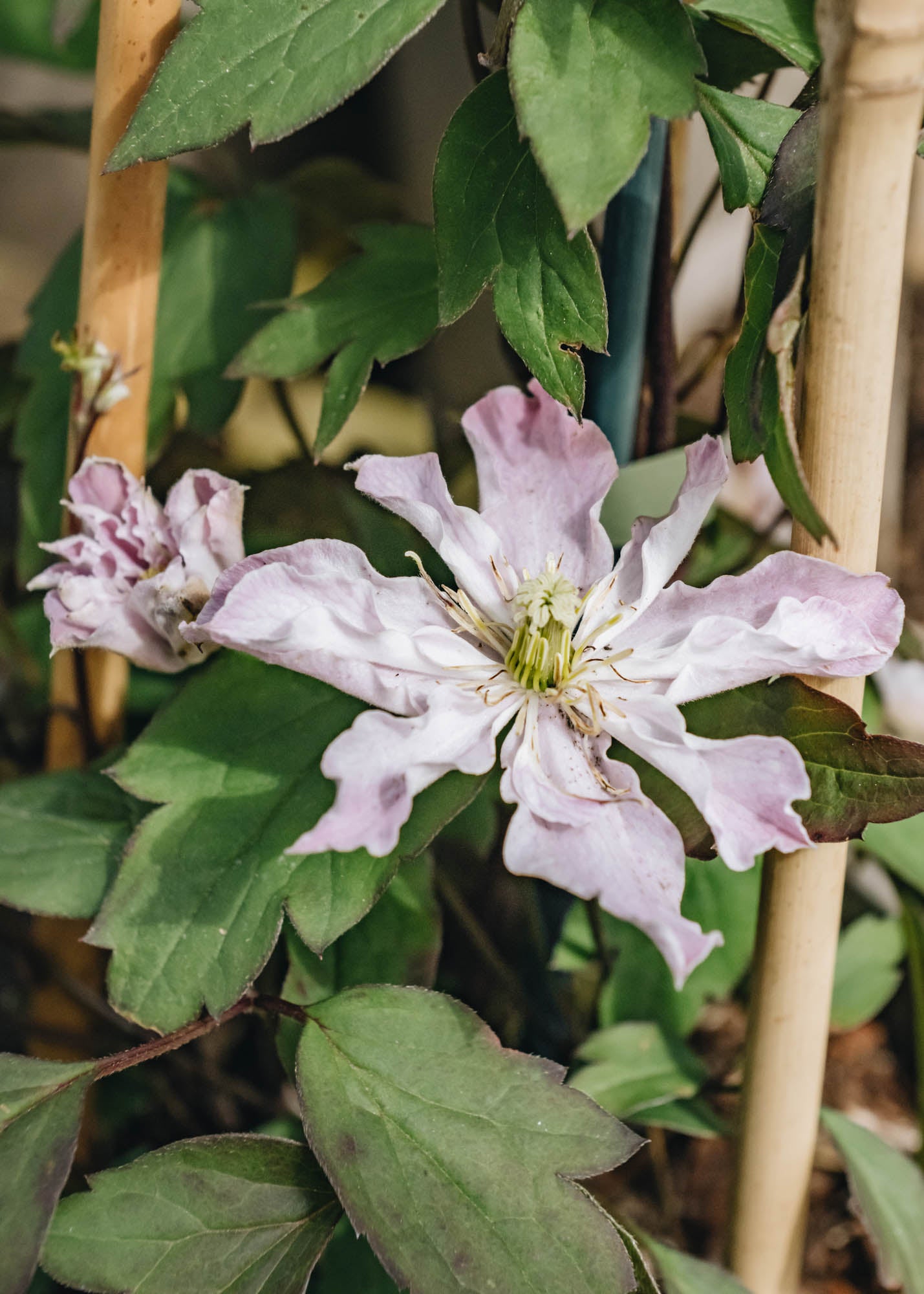 Clematis montana Rosebud, 3L – Burford Garden Co.