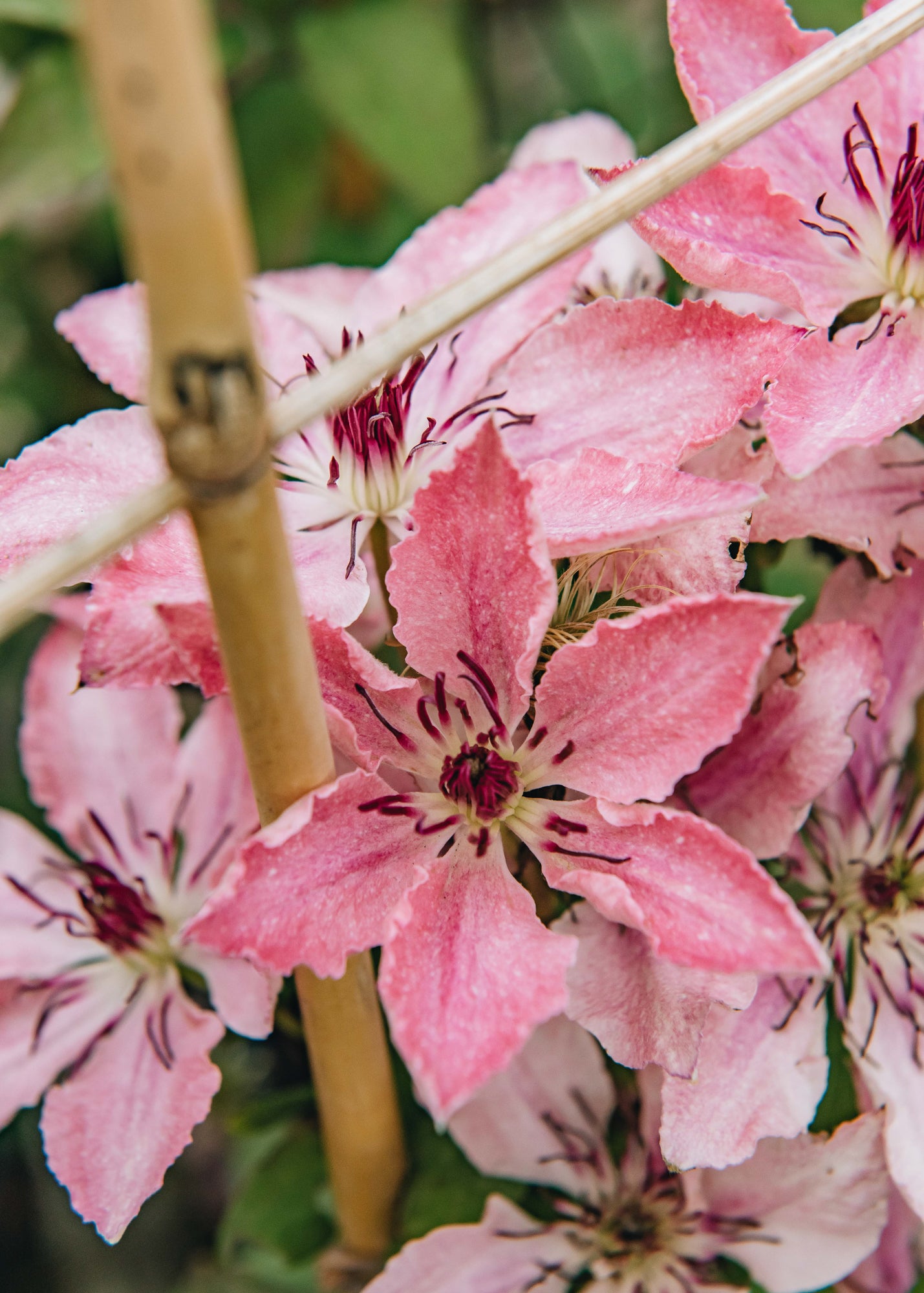 Clematis Sarah Elizabeth, 3L – Burford Garden Co.