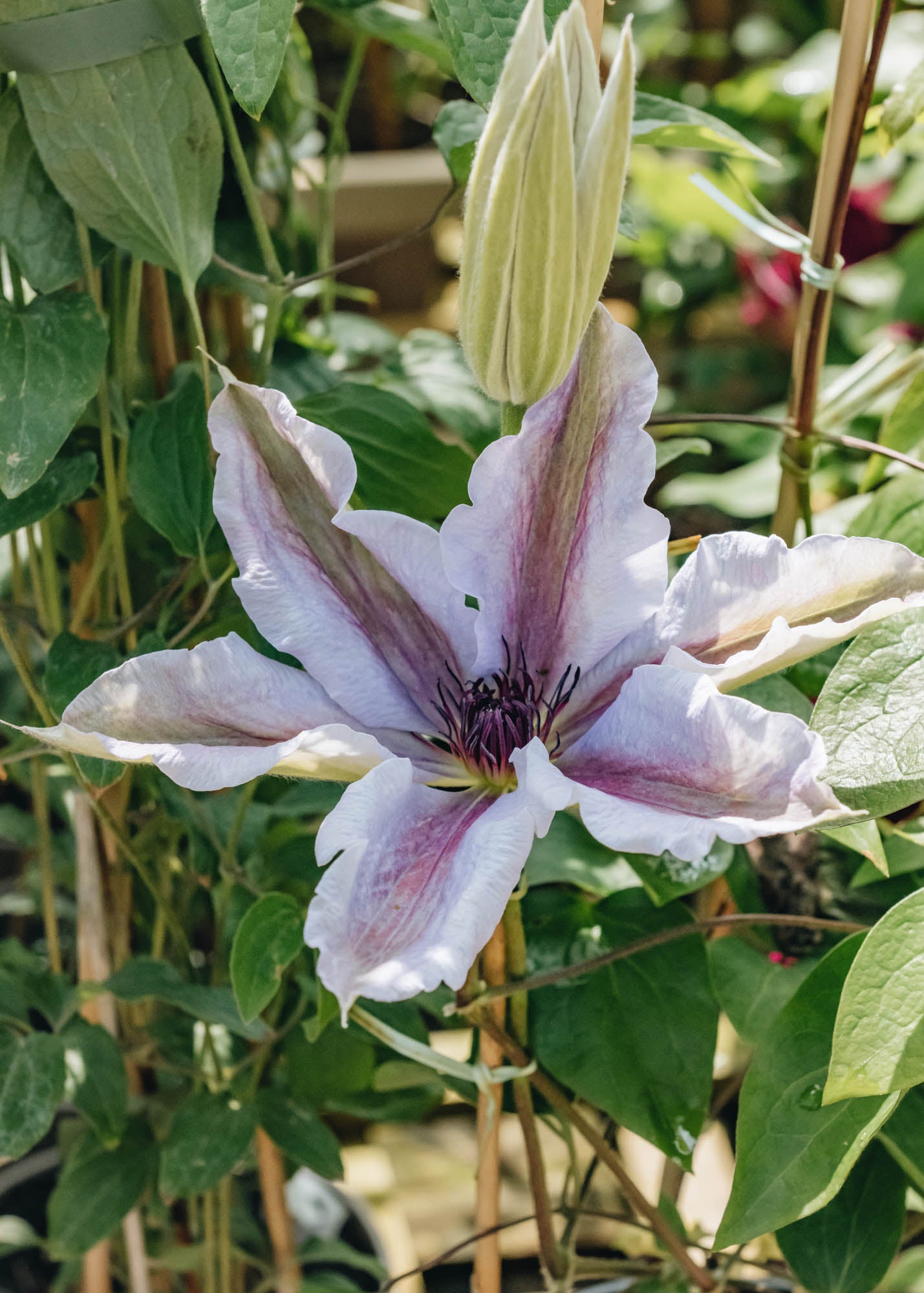 Clematis Snow Queen, 3L – Burford Garden Co.