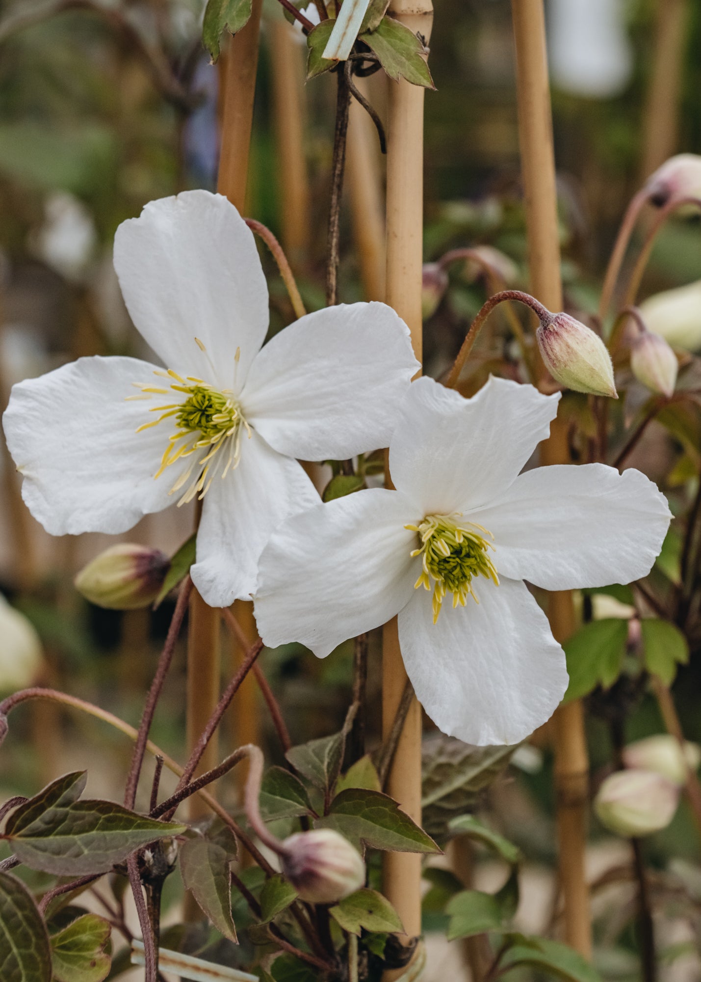Clematis montana Spooneri | Burford Garden Co.