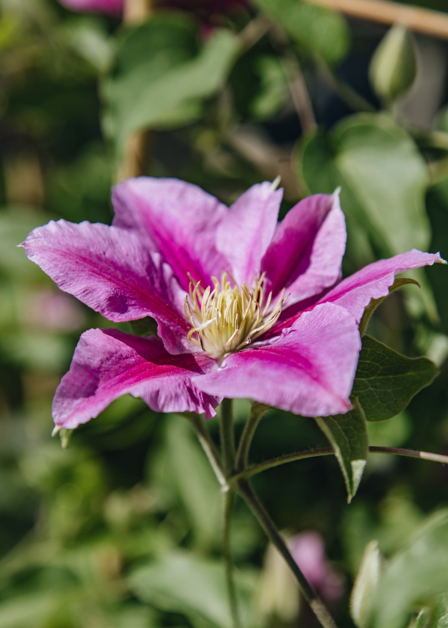 Clematis Vicki™, 3L – Burford Garden Co.