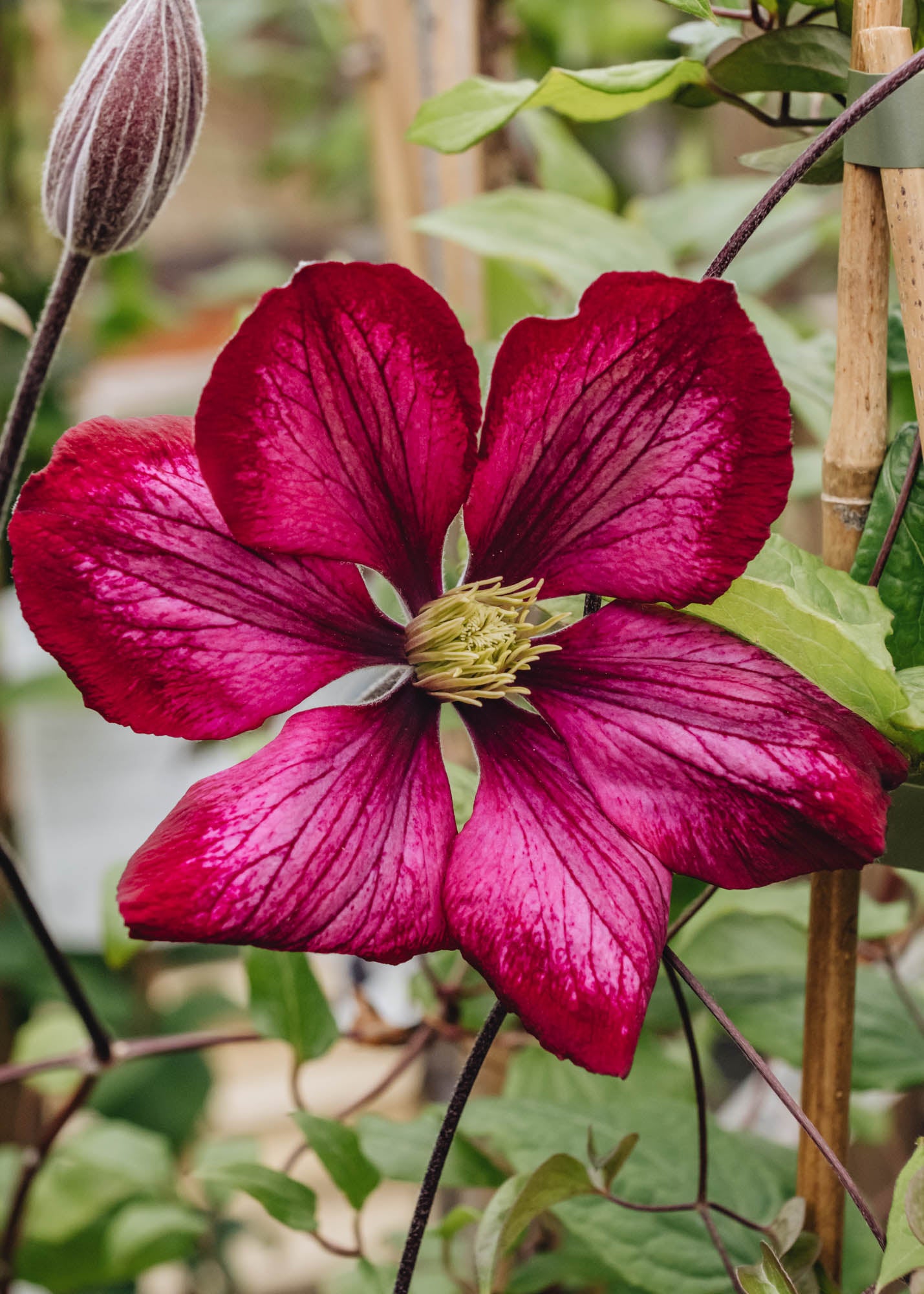 Clematis Ville de Lyon | Burford Garden Co.