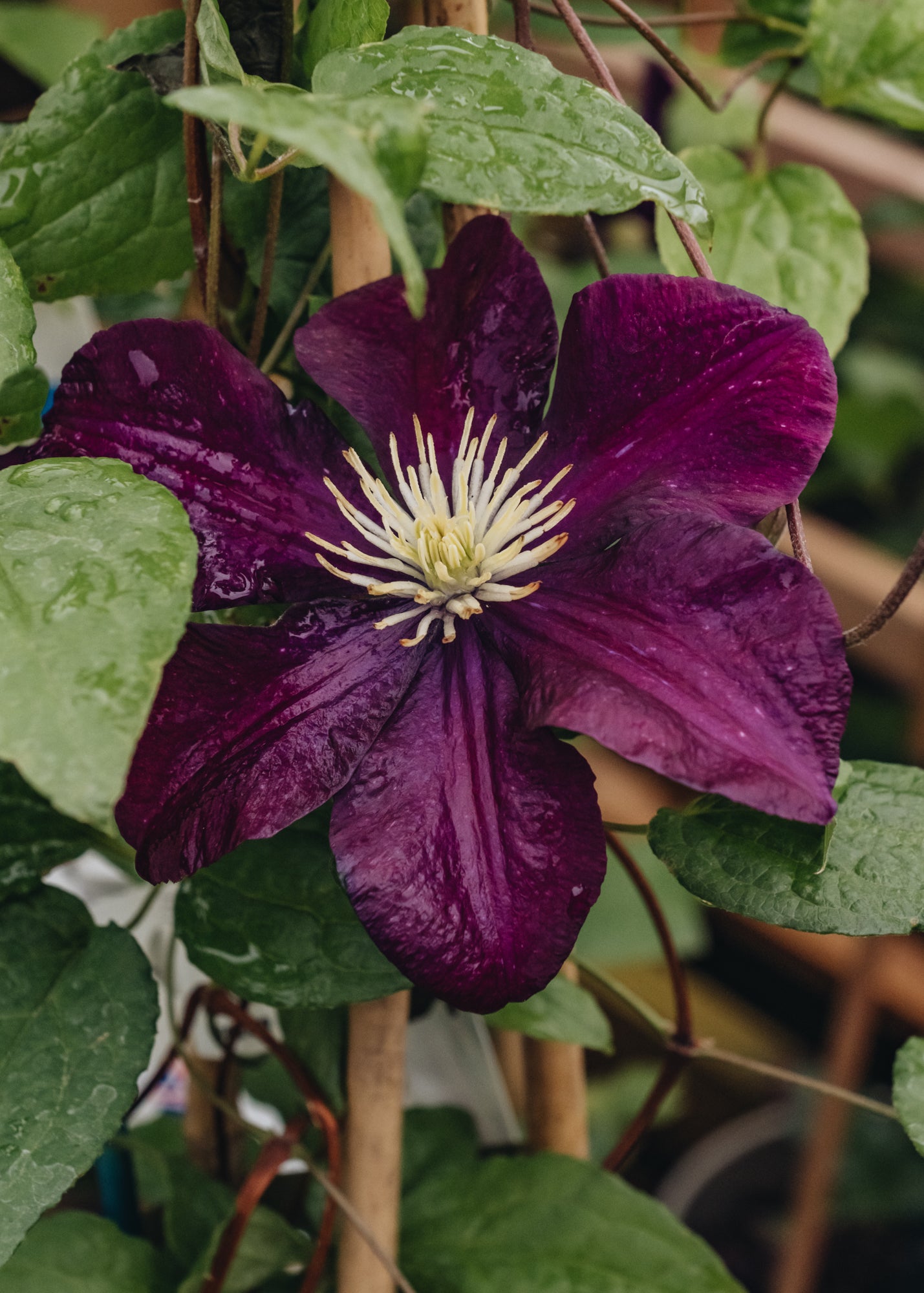 Clematis Warszawska Nike, 3L – Burford Garden Co.