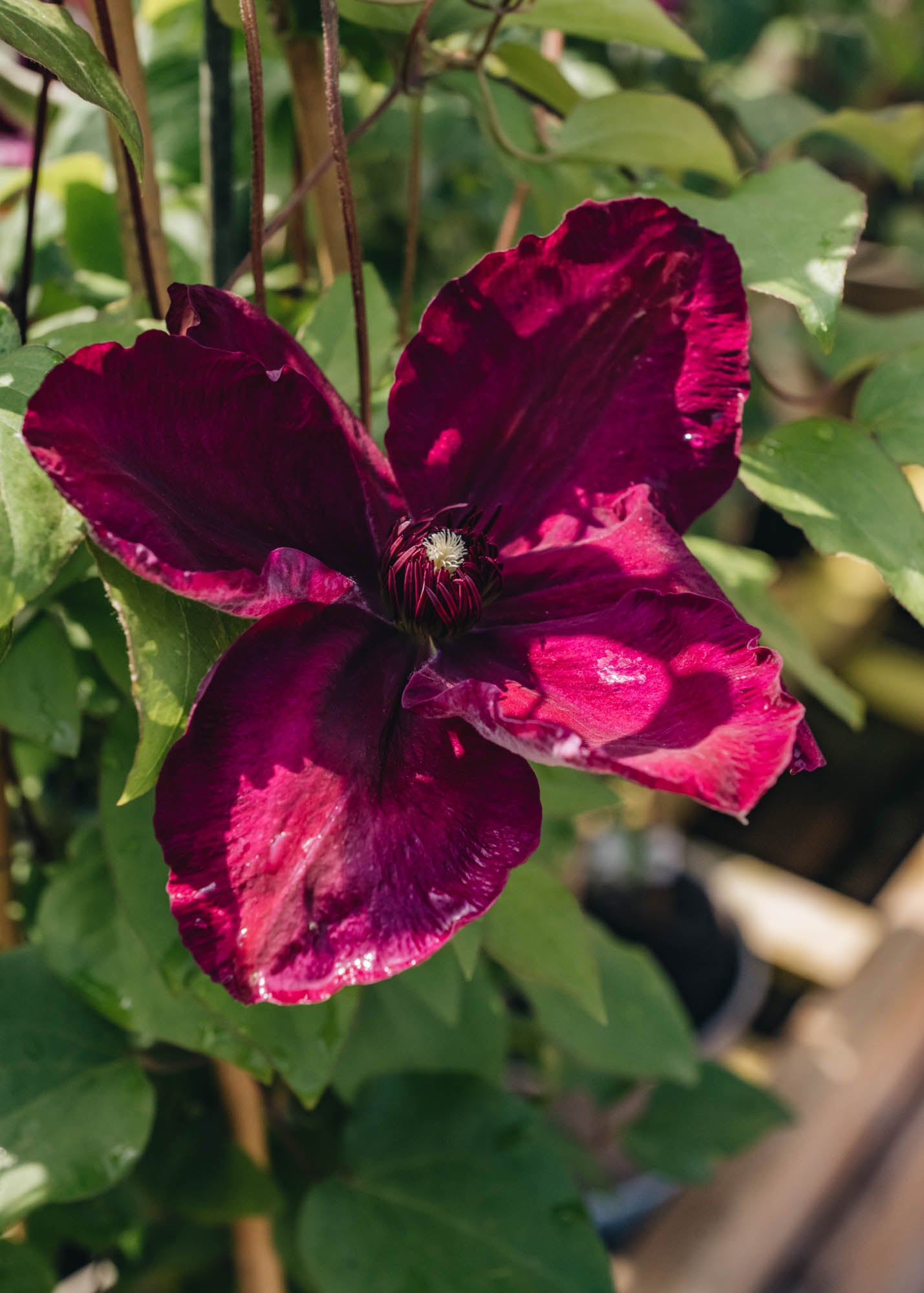 Clematis Westerplatte, 3L – Burford Garden Co.