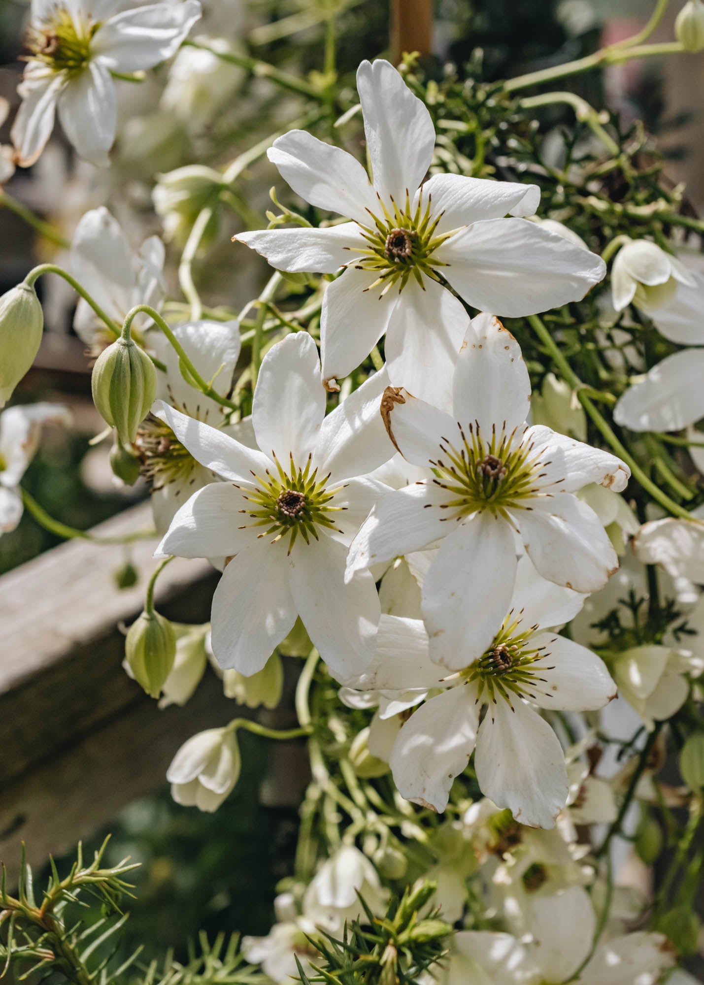 Clematis White Abundance, 2L – Burford Garden Co.