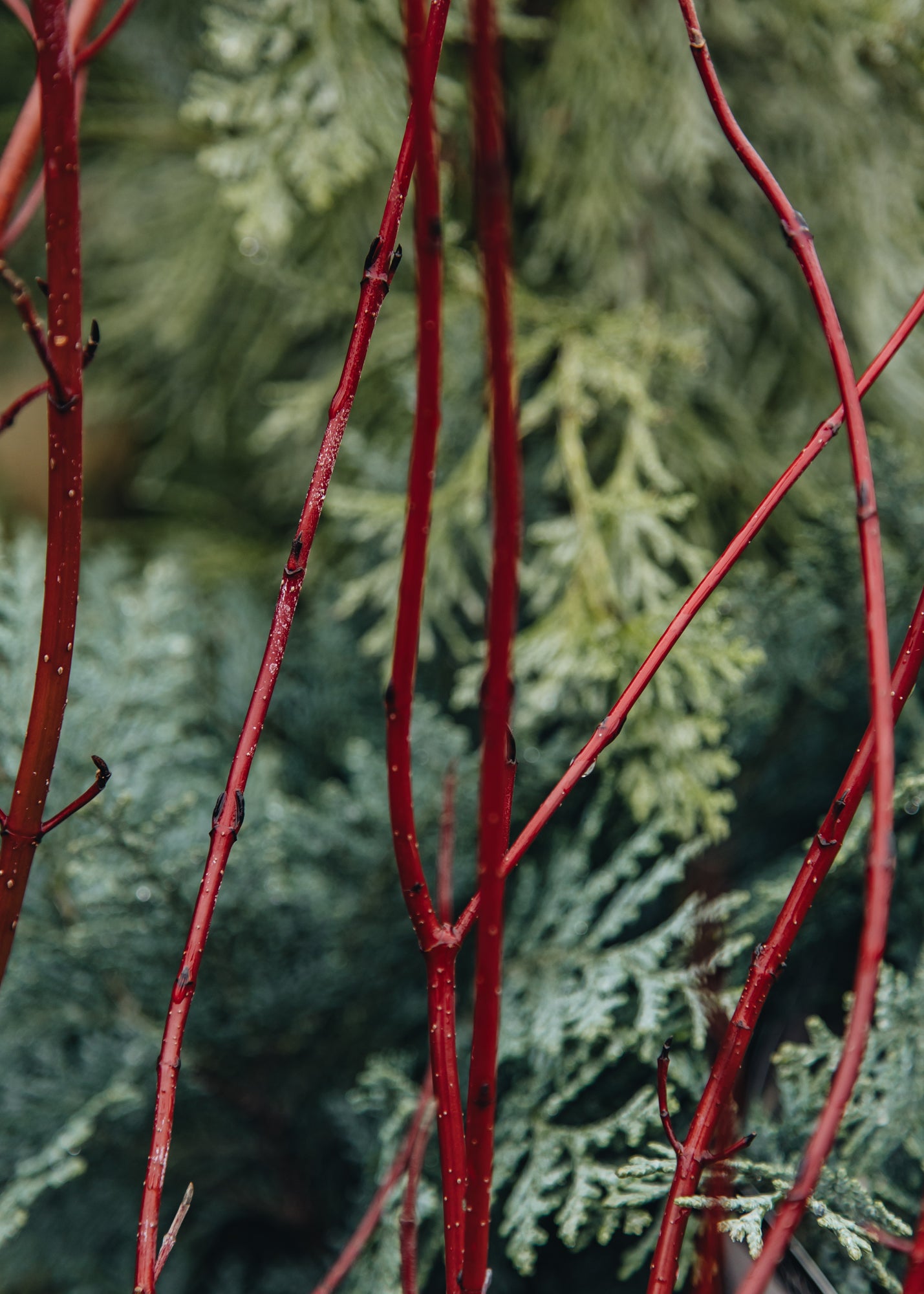 Cornus alba 'Miracle', 3L – Burford Garden Co.