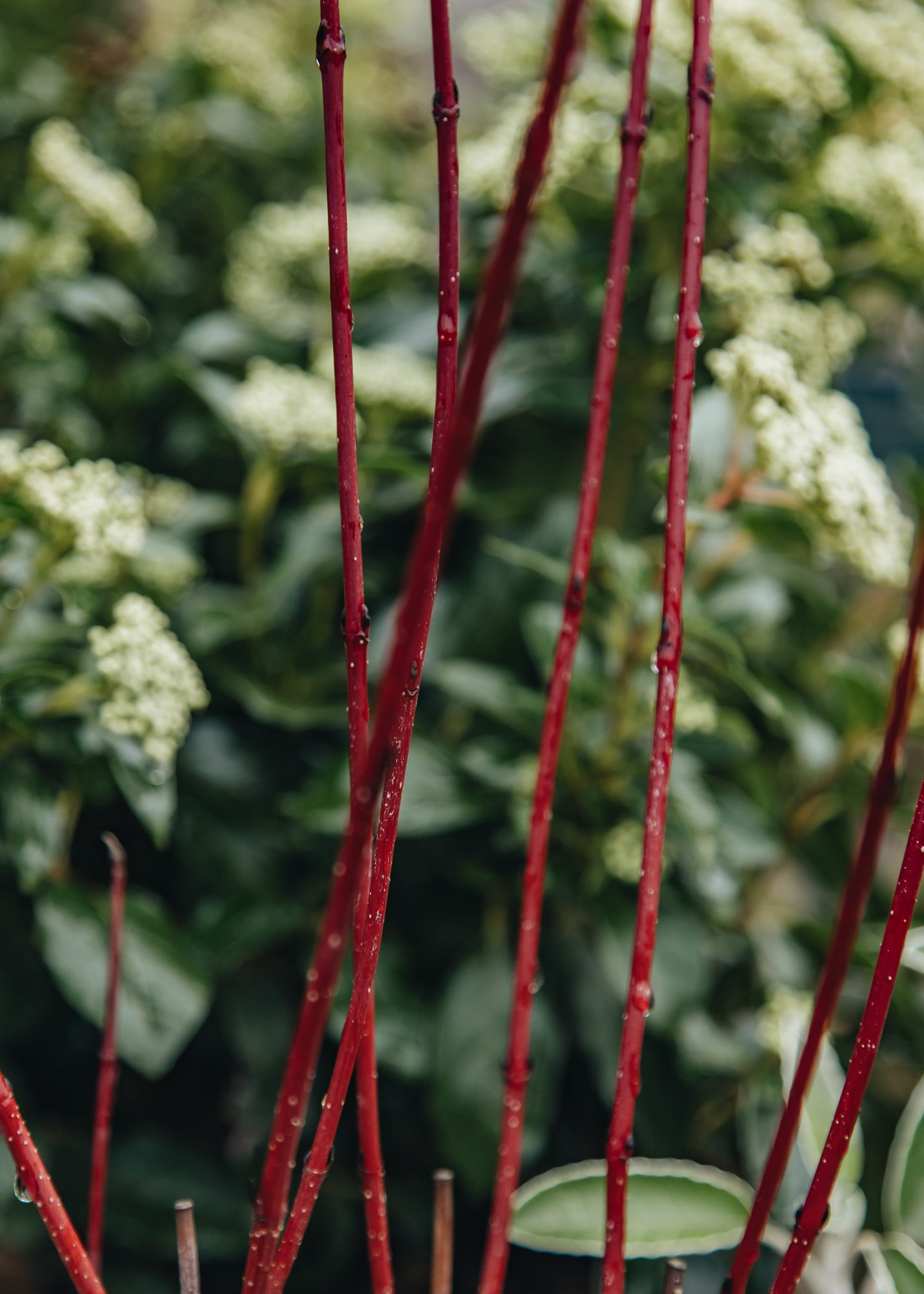Cornus alba Nightfall, 3L – Burford Garden Co.