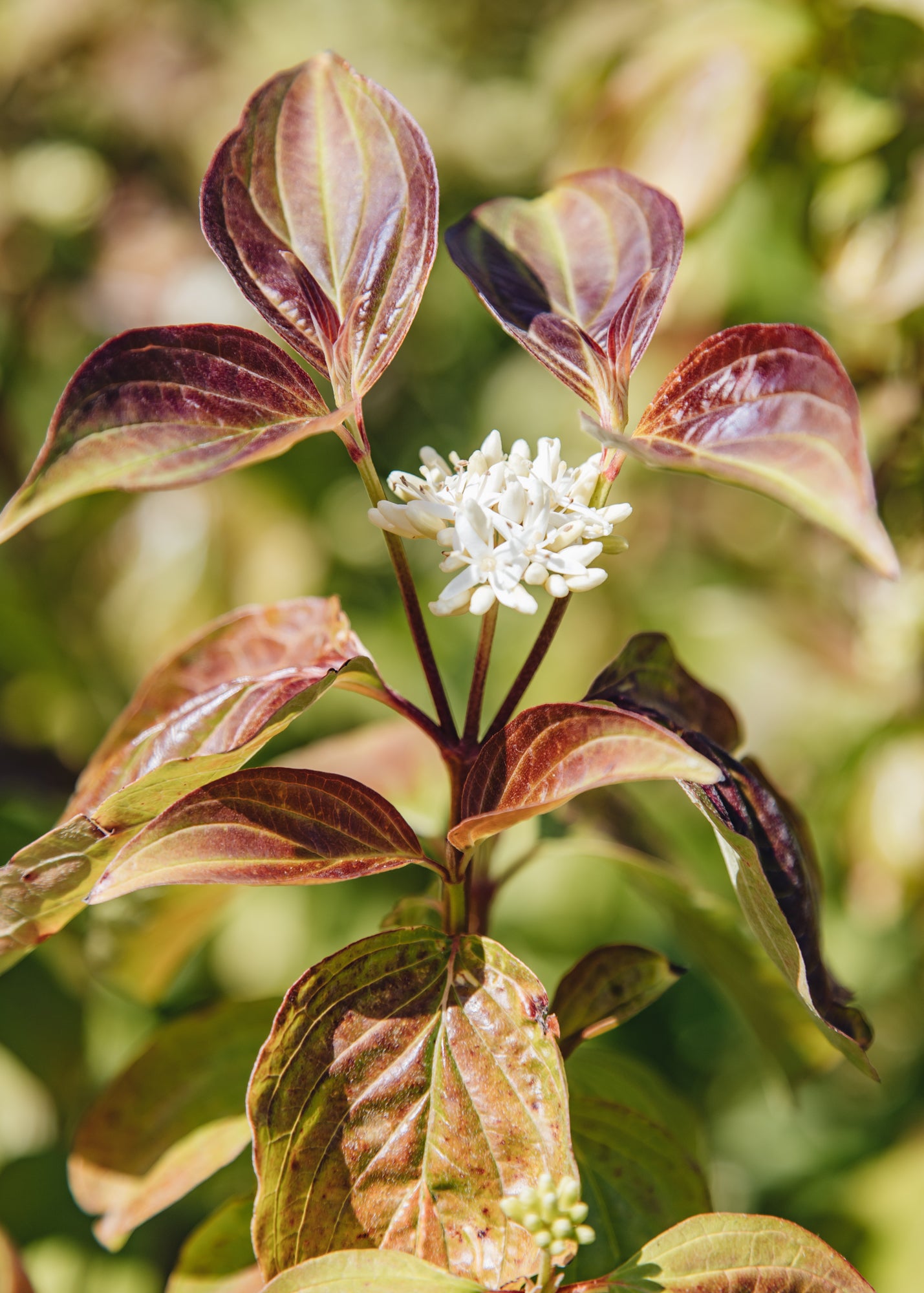 Cornus sanguina Magic Flame, 10L – Burford Garden Co.