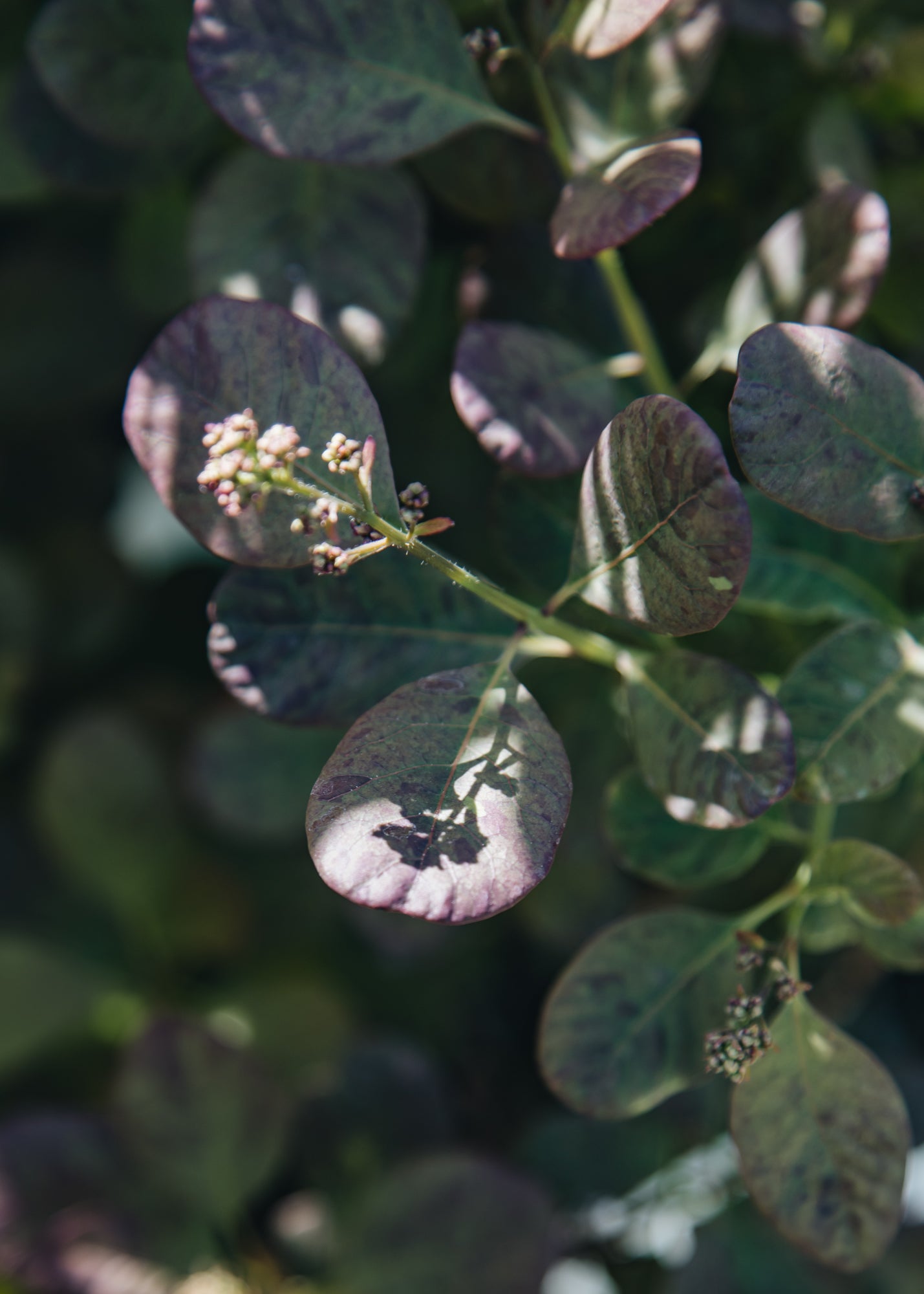 Cotinus coggyris Flamissimo, 3L – Burford Garden Co.