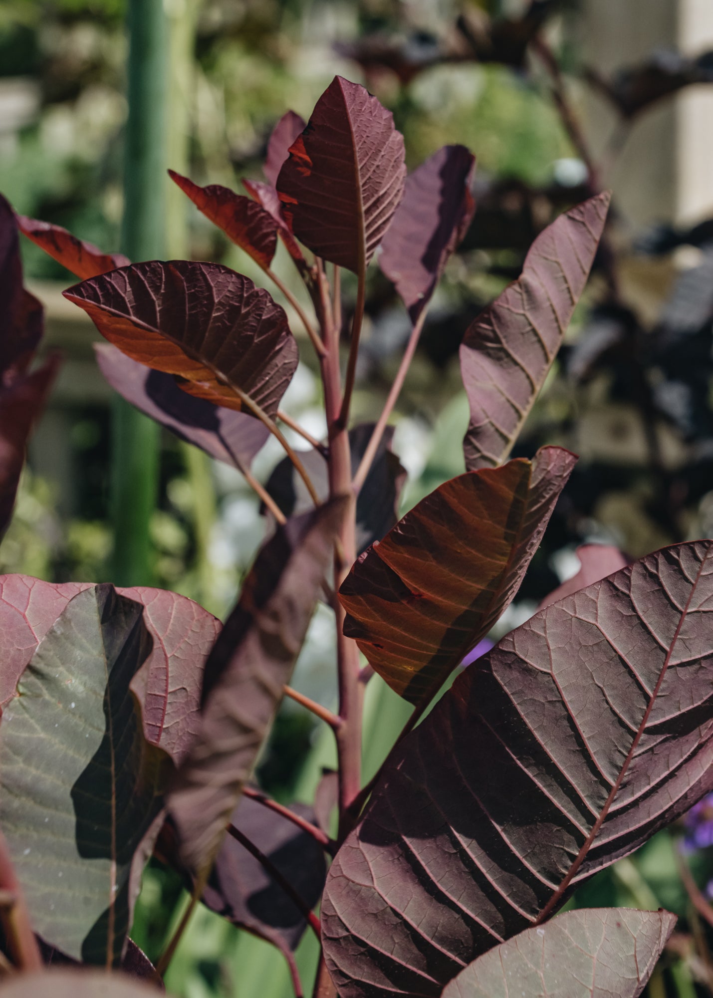 Cotinus coggyria Ruby Glow, 3L – Burford Garden Co.