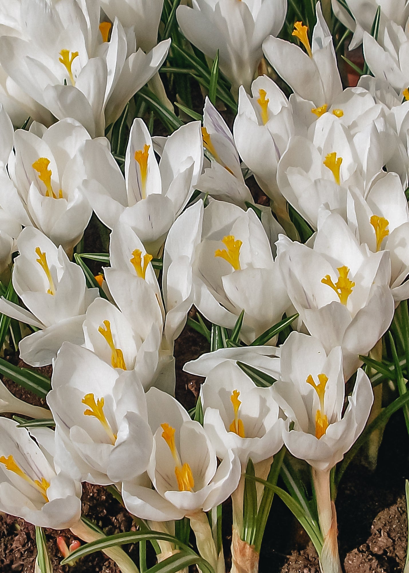 Crocus Ivory Princess Bulbs – Burford Garden Co.