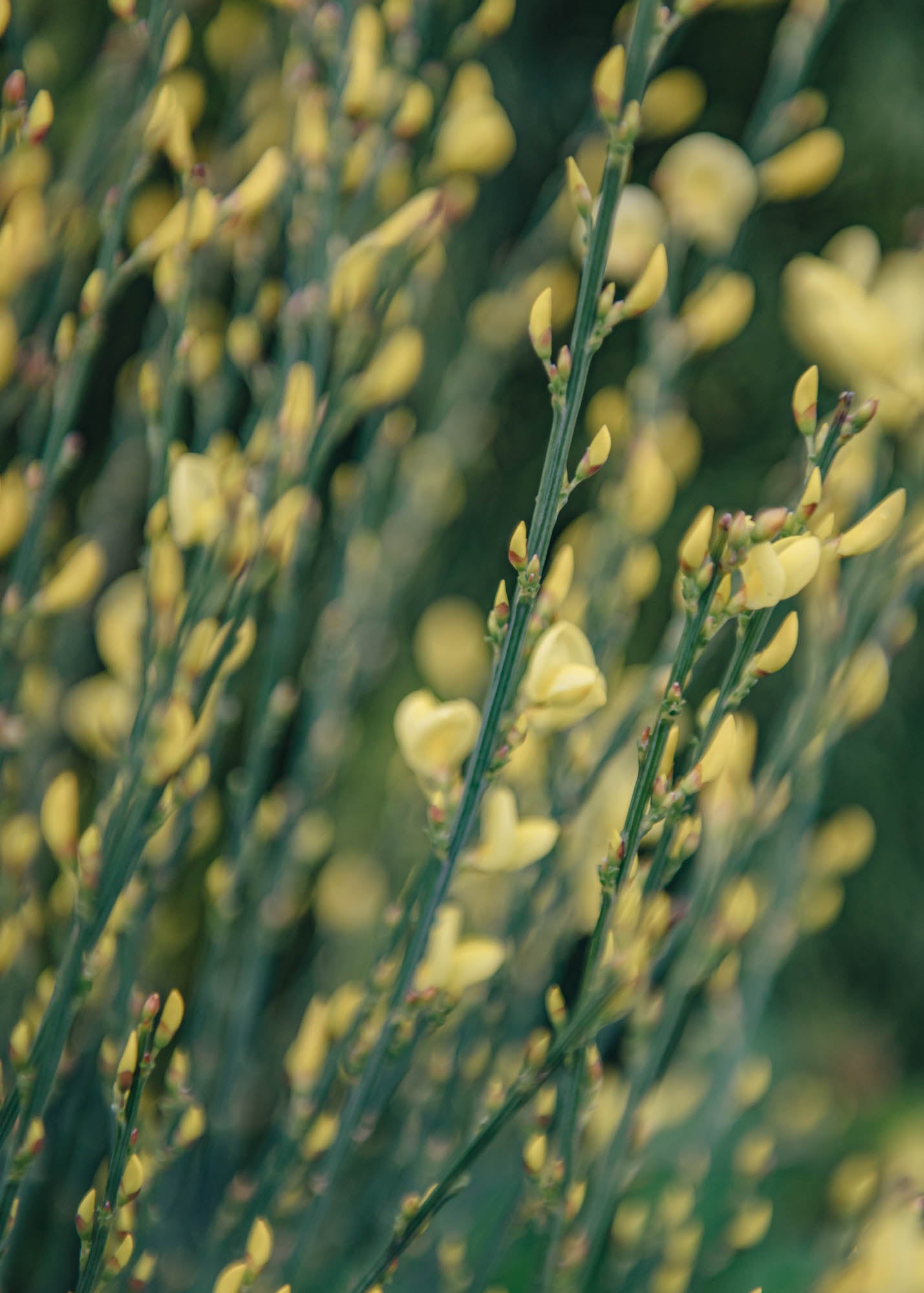 Cytisus Praecox Allgold AGM, 3L – Burford Garden Co.
