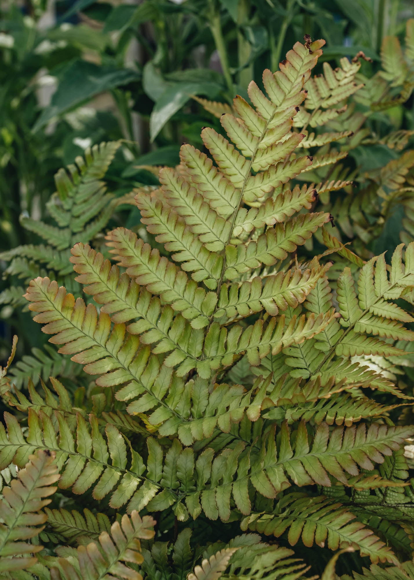 Dryopteris erythrorosa Copper Shield Fern | Burford Garden Co.