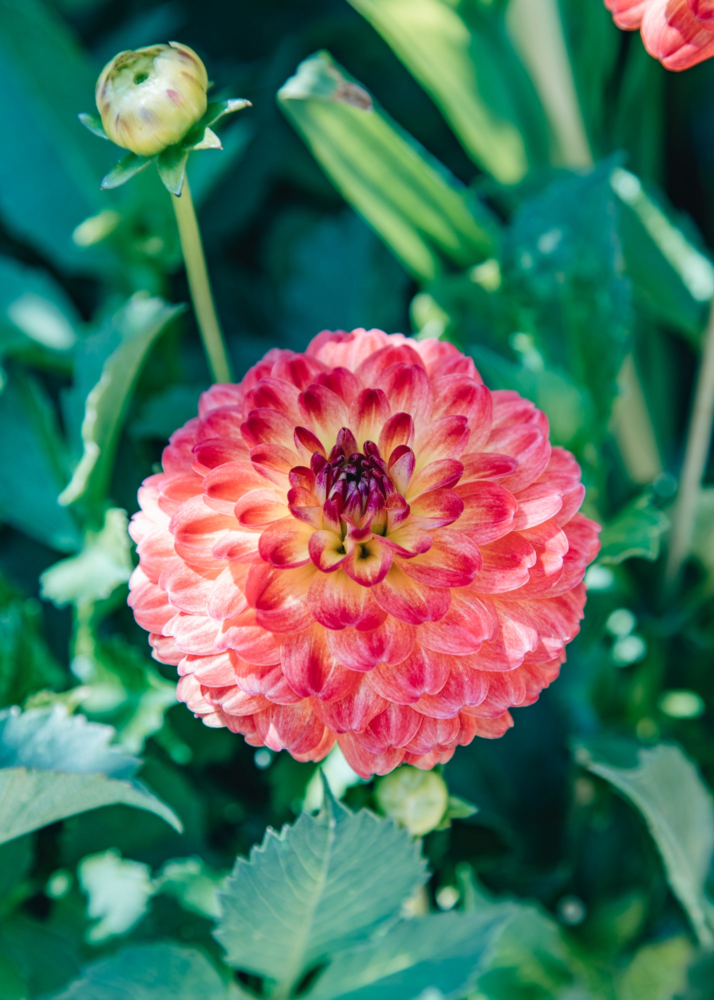 Dahlia Icoon, 2/3L – Burford Garden Co.