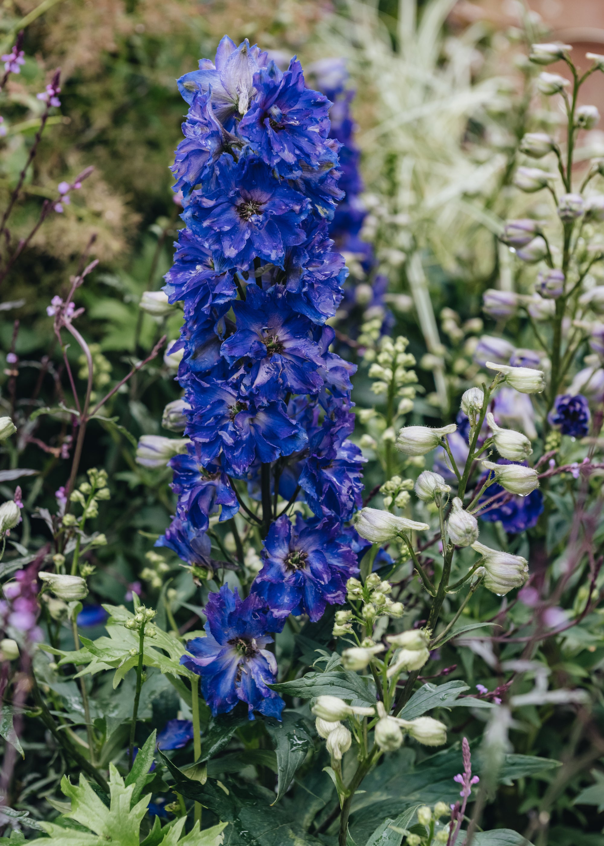 Delphinium Delgenius Kingsley | Burford Garden Co.