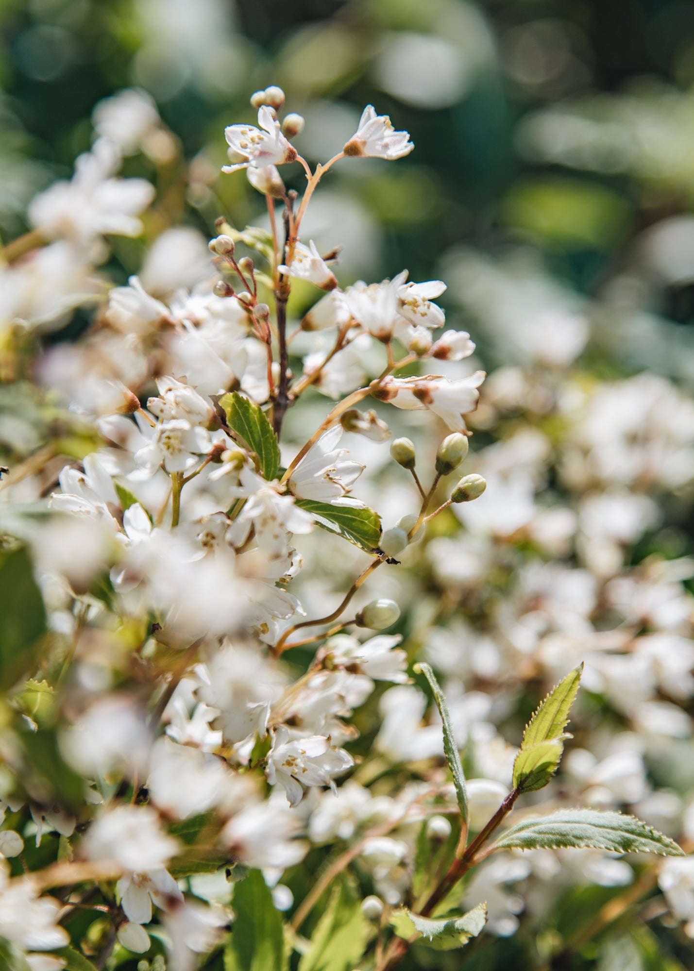 Deutzia gracilis Nikko AGM, 3L – Burford Garden Co.