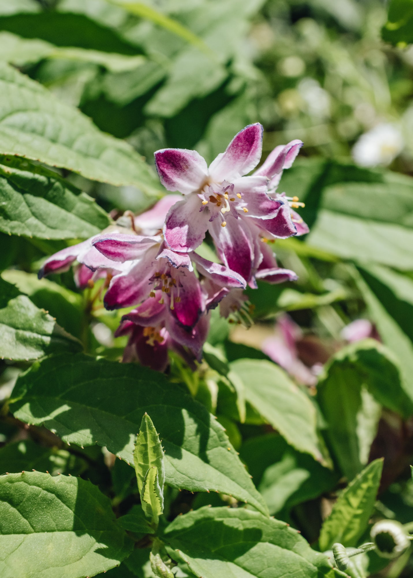 Deutzia Raspberry Sundae, 2L – Burford Garden Co.