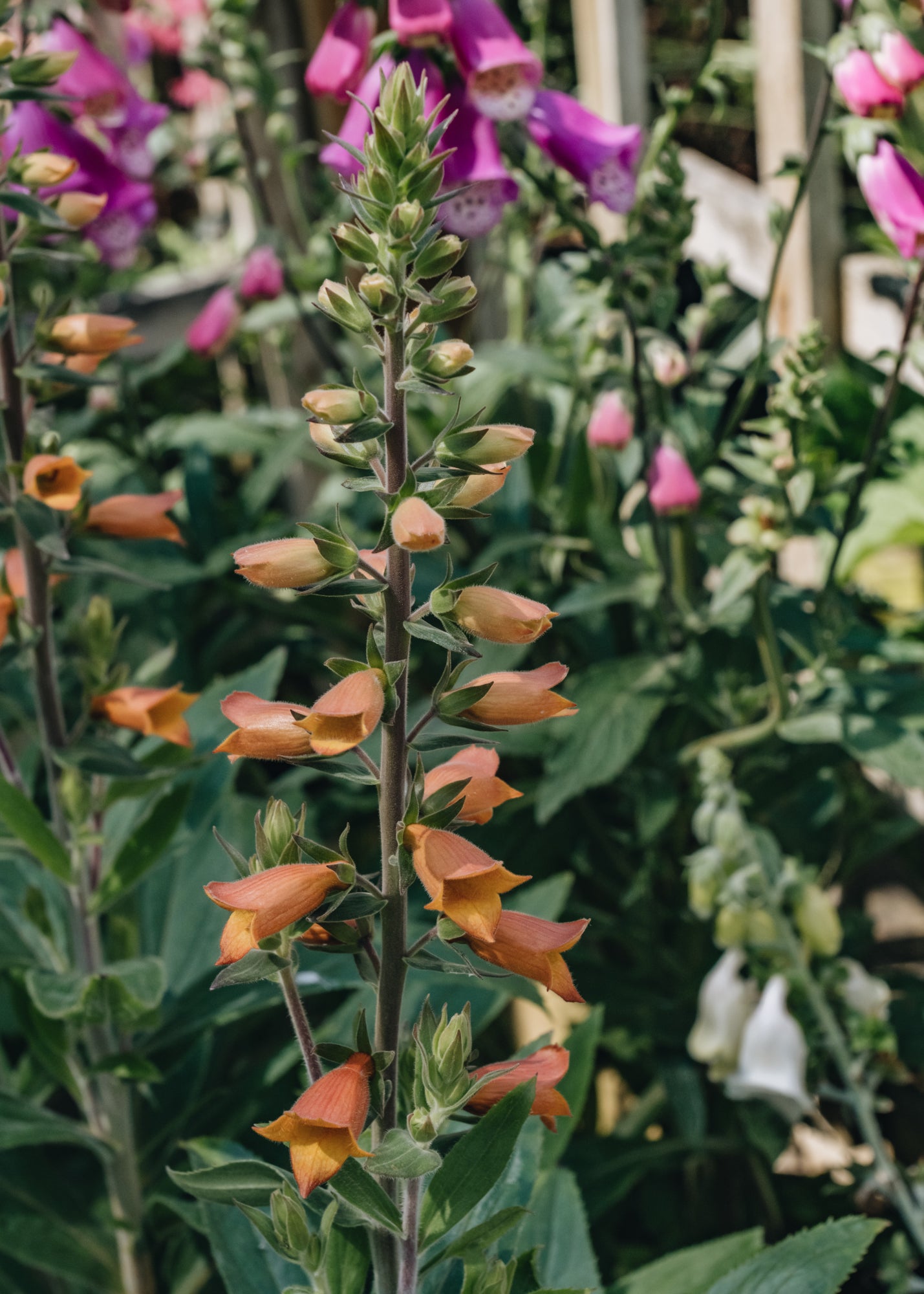 Digitalis Firecracker, 2/3L – Burford Garden Co.