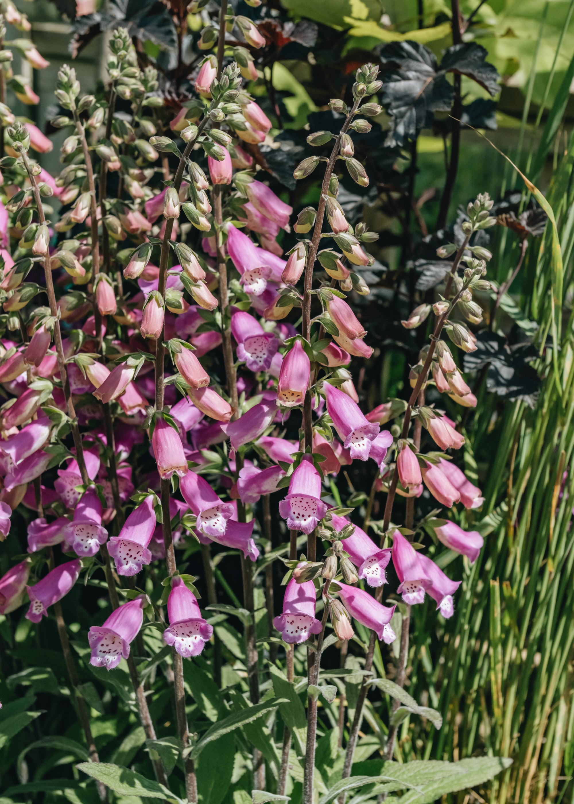 Digitalis 'Lucas', 2/3L – Burford Garden Co.
