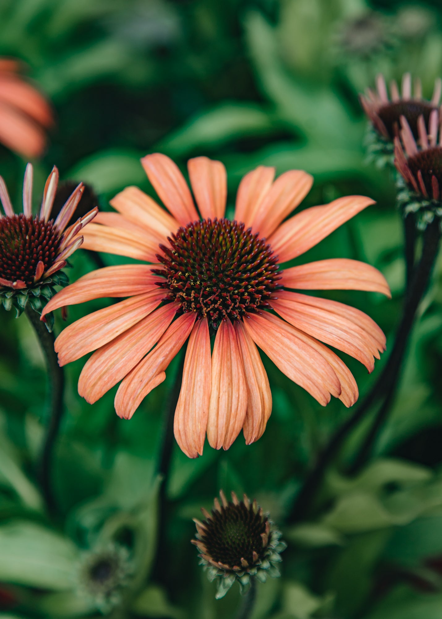 Echinacea Moodz Devotion, 2/3L – Burford Garden Co.