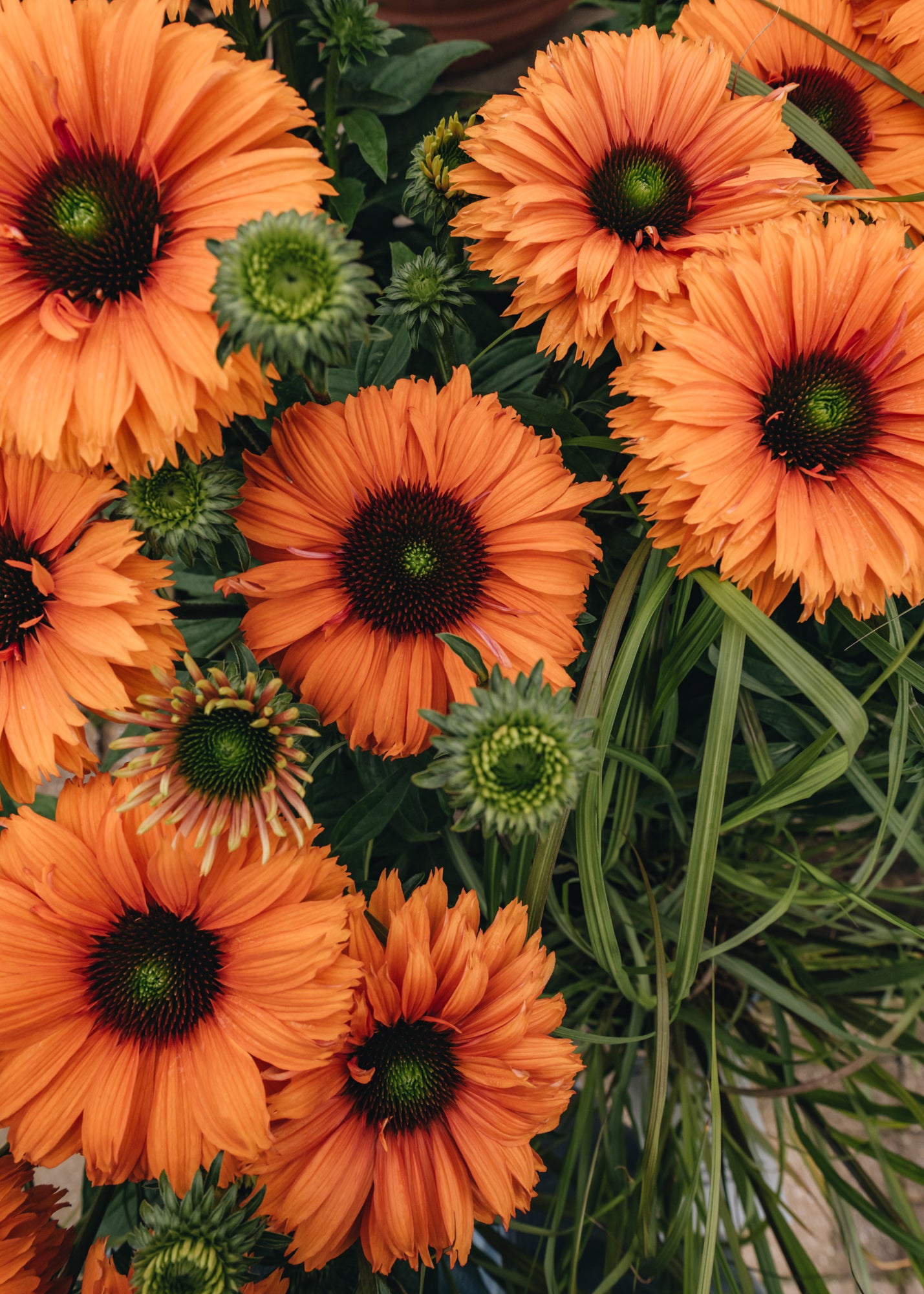 Echinacea Sunseekers Mineola 2/3L – Burford Garden Co.