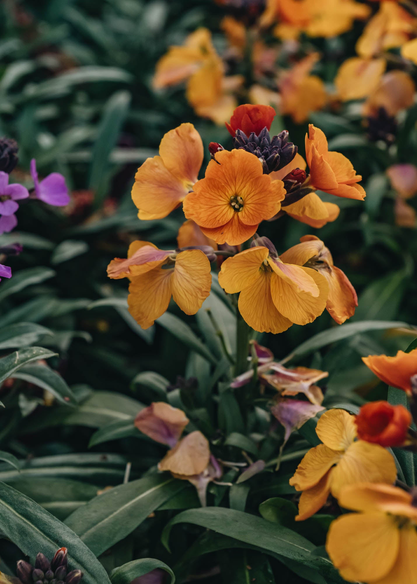 Erysimum Rysi Copper | Burford Garden Co.
