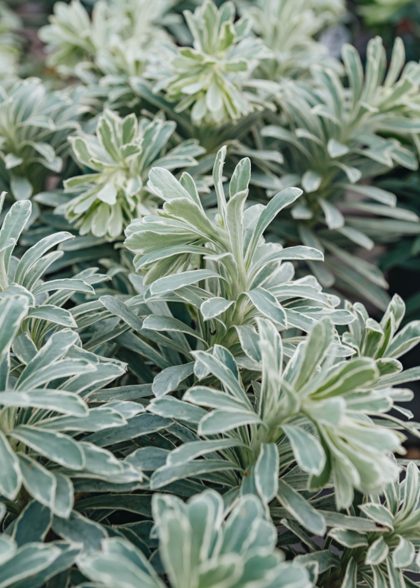 Euphorbia Characias Silver Edge | Burford Garden Co.