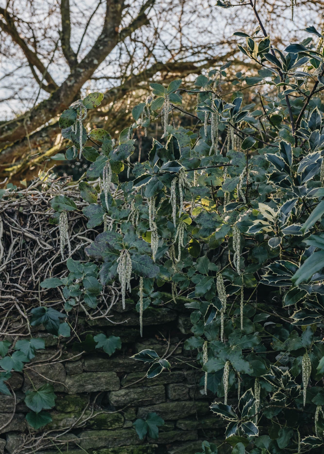 Garrya Elliptica James Roof – Burford Garden Co.