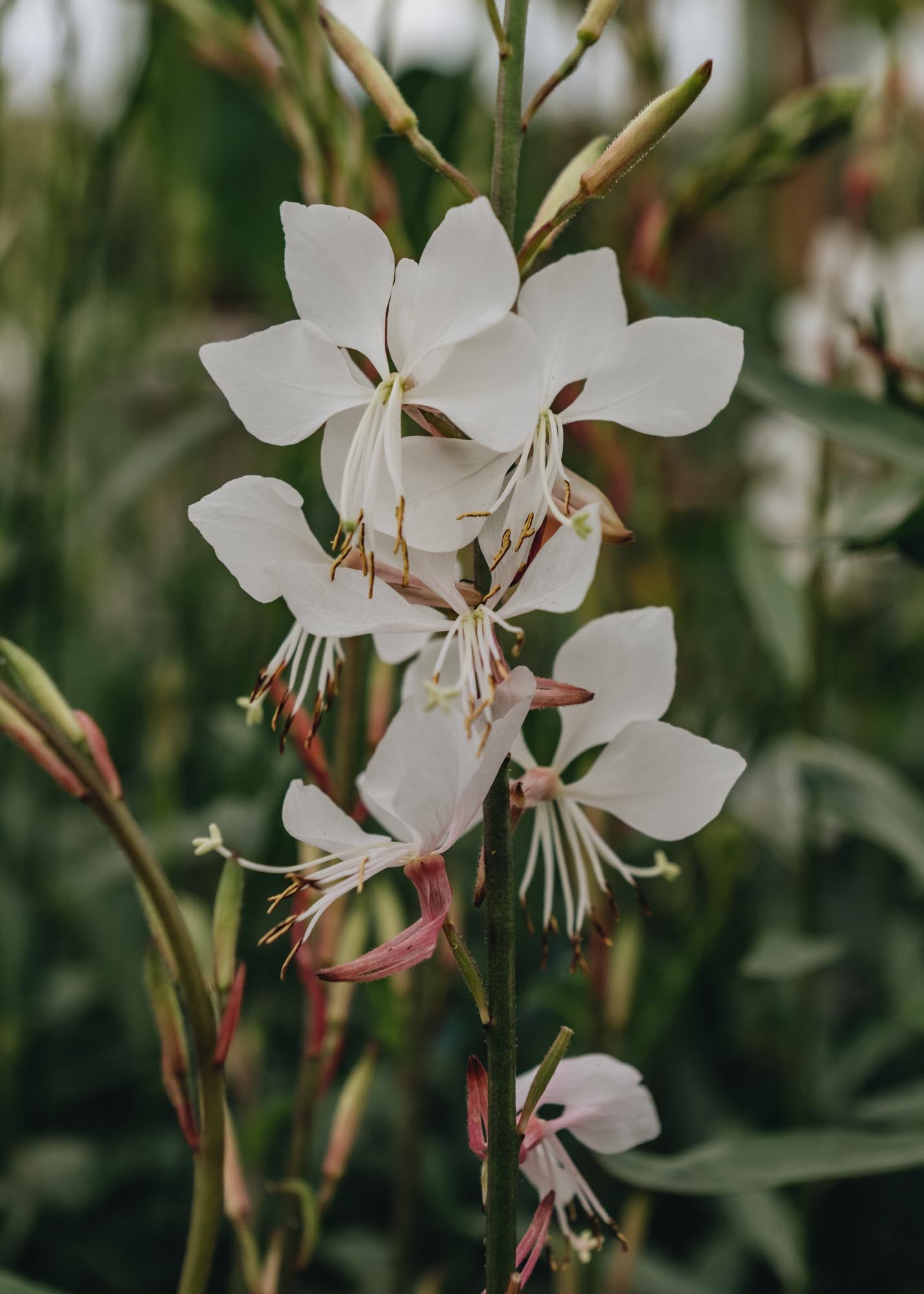 Gaura lindheimeri 'Whirling Butterflies', 1L – Burford Garden Co.