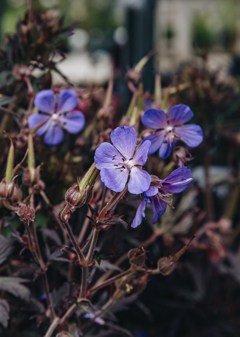Geranium Black Beauty, 2/3L – Burford Garden Co.