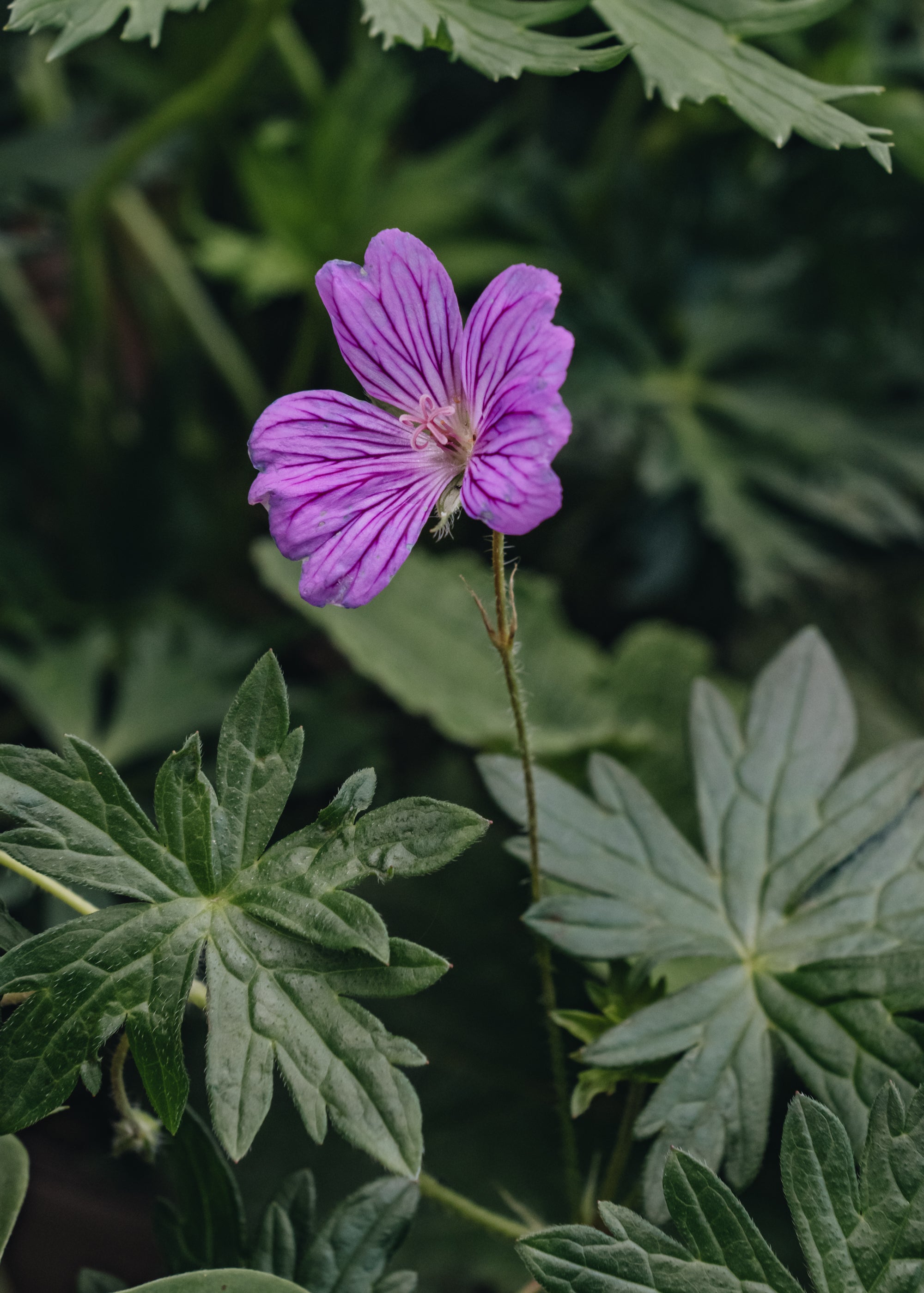 Geranium Blushing Turtle, 2/3L – Burford Garden Co.
