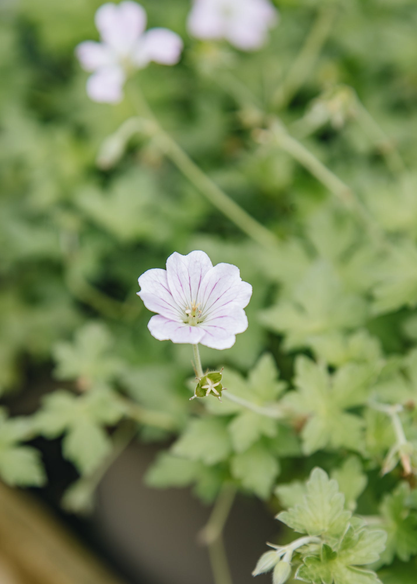 Geranium Dreamland 2/3L – Burford Garden Co.